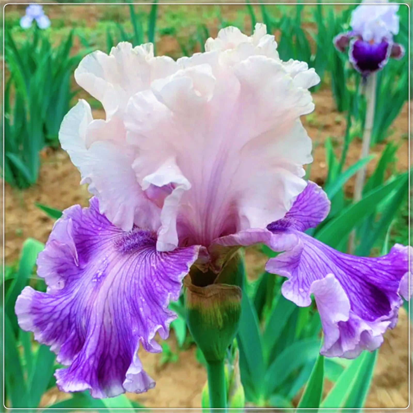 Exotic Iris Garden Potted Balcony Decoration Attract Pollinating ...