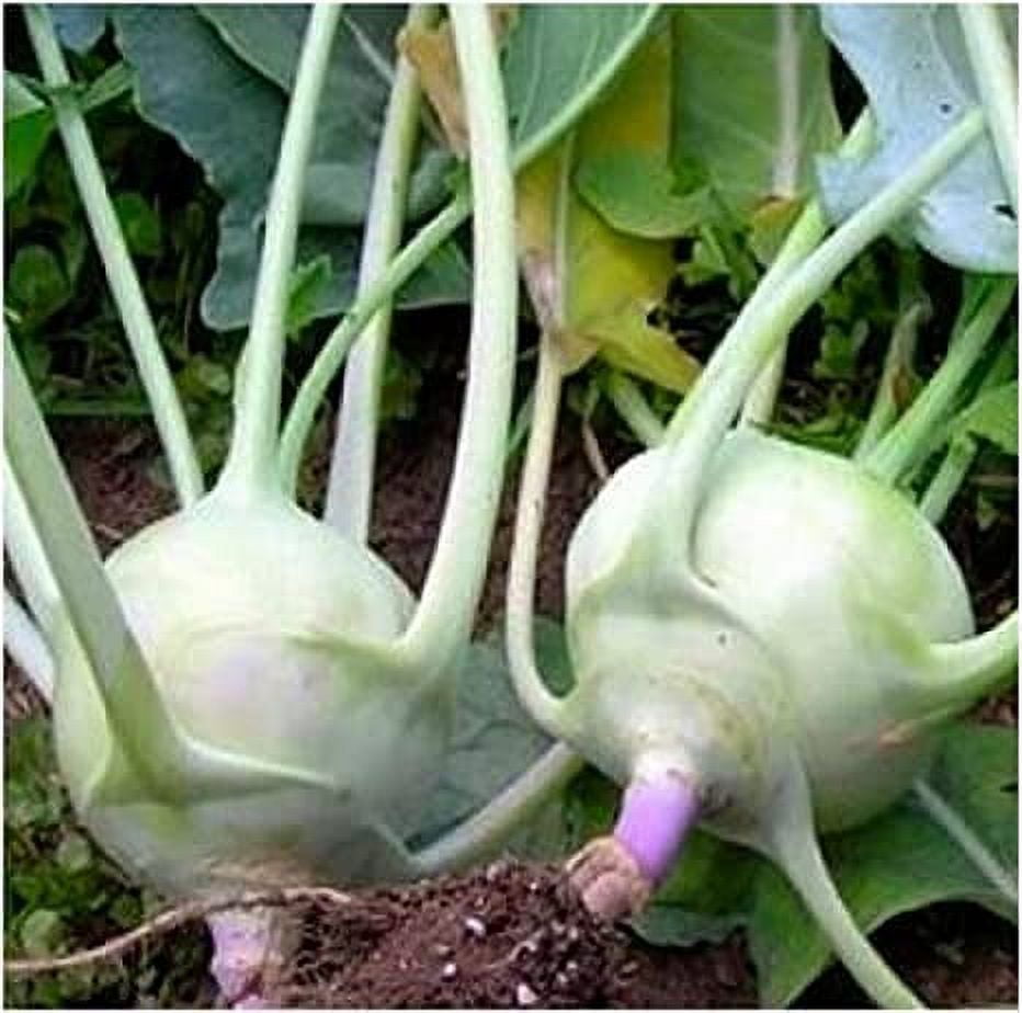 Exotic Kohlrabi Giant Cabbage Seeds | 100+ Seed Packet | Grow This Giant Heirloom Cabbage | Rare ...