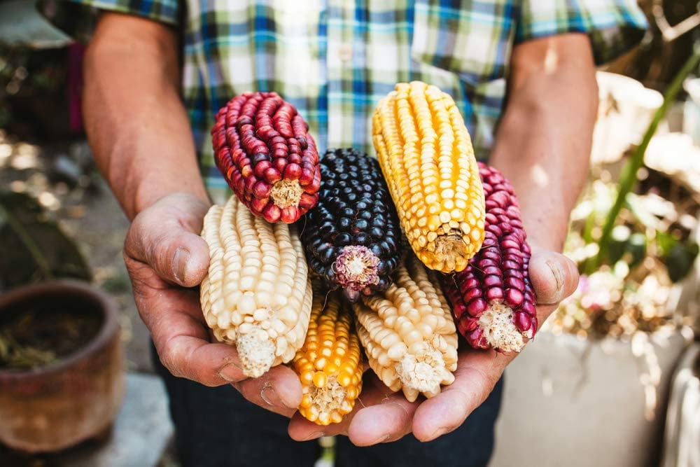 Exotic Maize Mix - 30 Seeds to Plant - Blue, Red, White, Yellow ...