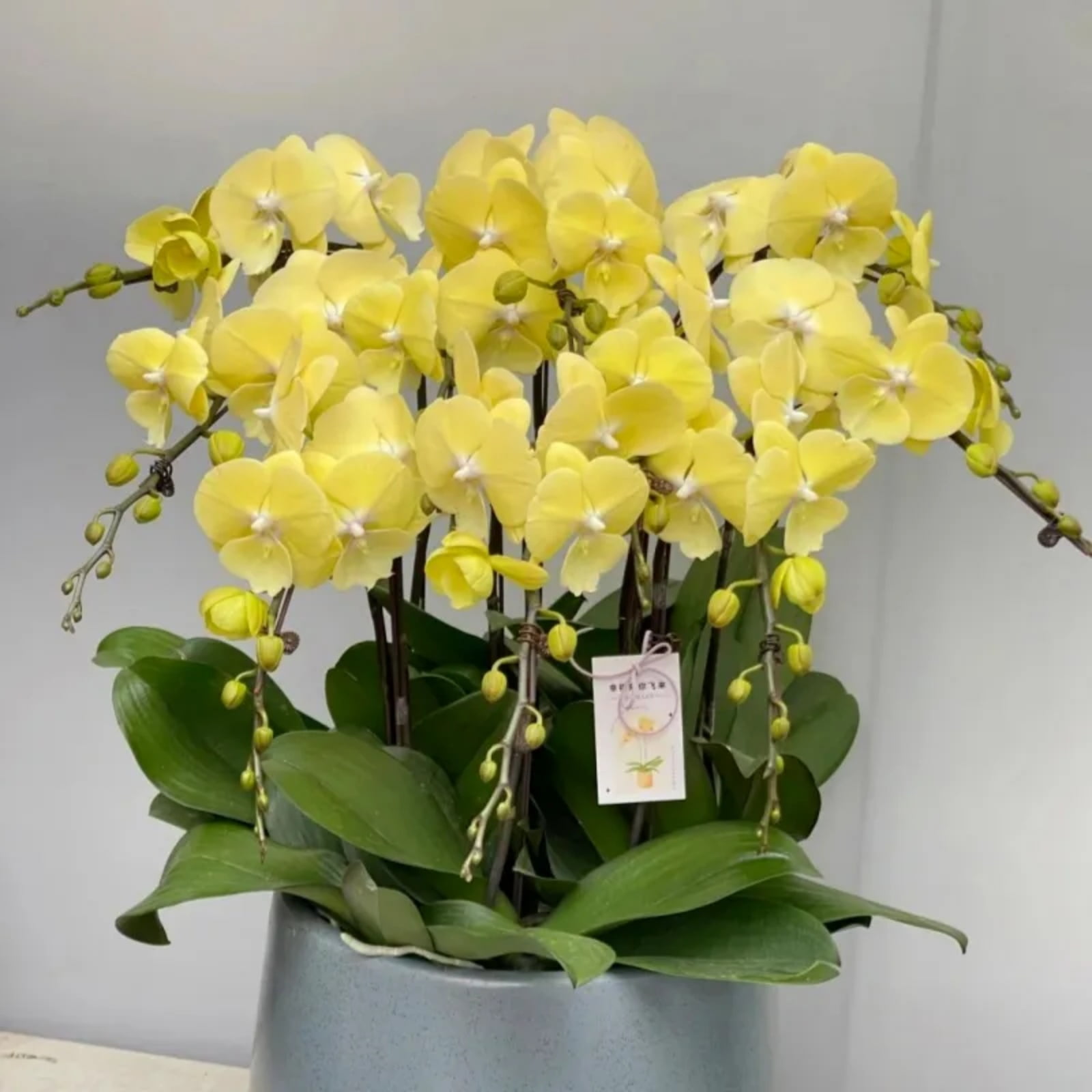 Exotic Orchids--Bulbs-For Planting-Patio-Garden-Garden Stakes- Year ...