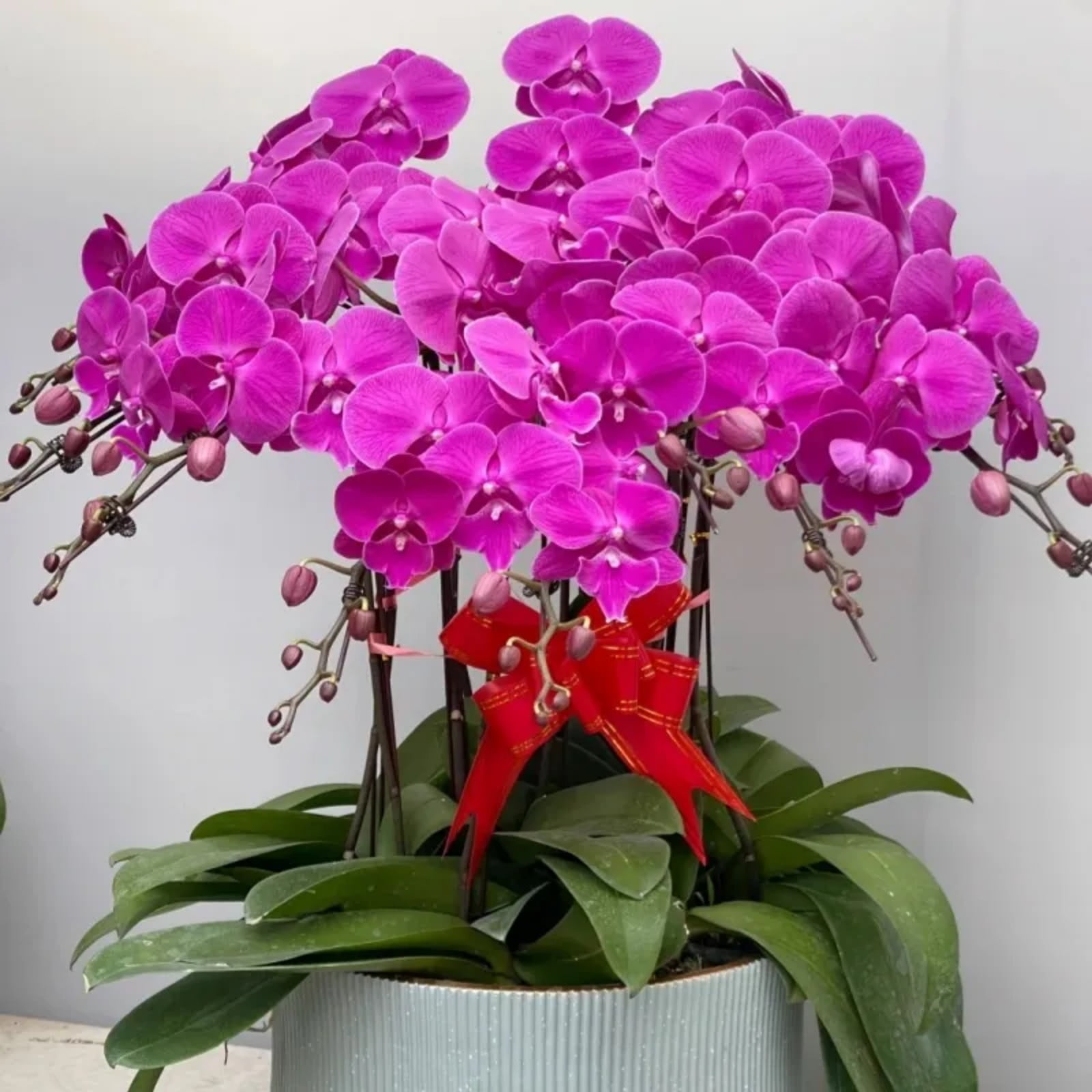 Exotic Orchids--Bulbs-For Planting-Patio-Garden-Garden Stakes- Year ...