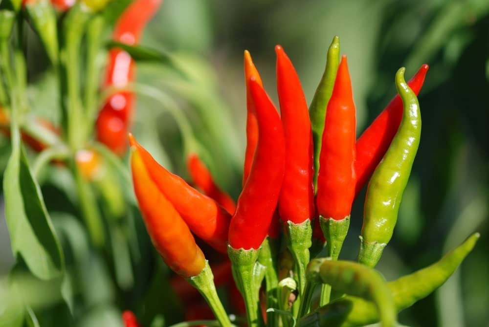 Exotic Pepper Seeds for Planting - (Tabasco Pepper) - Walmart Business ...