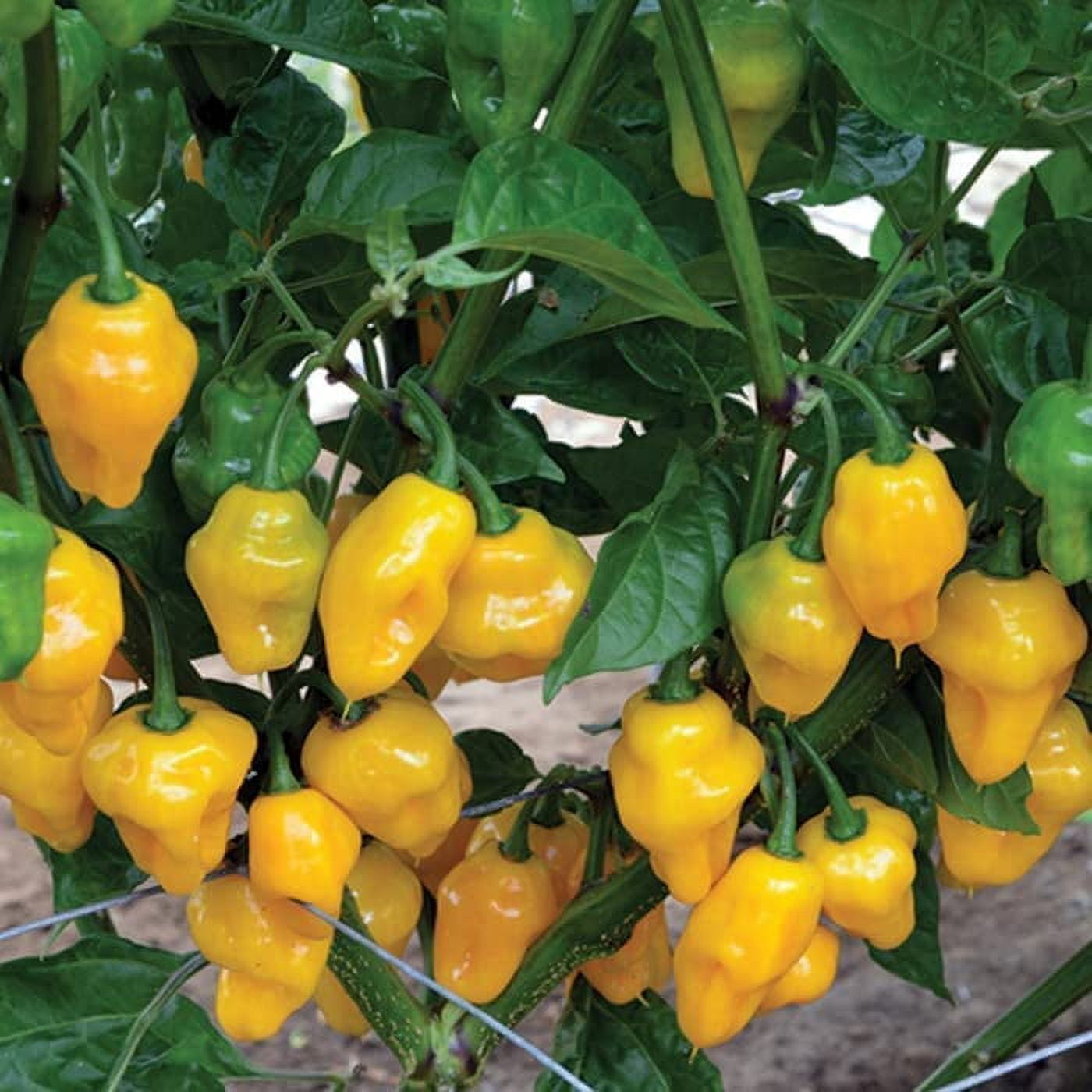 Exotic Pepper Seeds for Planting - (Trinidad Perfume Pepper) - Walmart.com