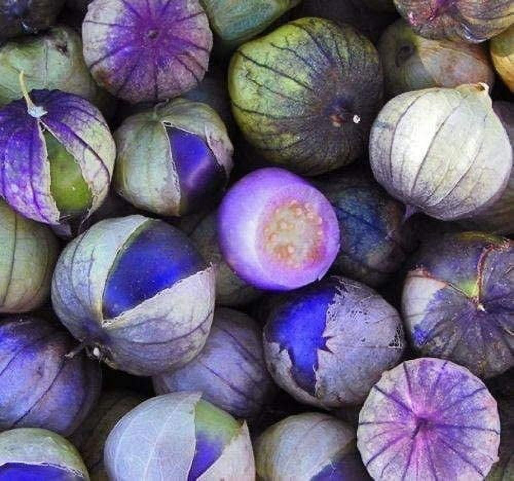 Exotic Purple Coban Tomatillo Seeds| Great for Salsa Flavor | 250 ...