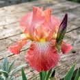 Exotic Rare Iris - Tall and upright - Cold-resistant - Suitable for ...