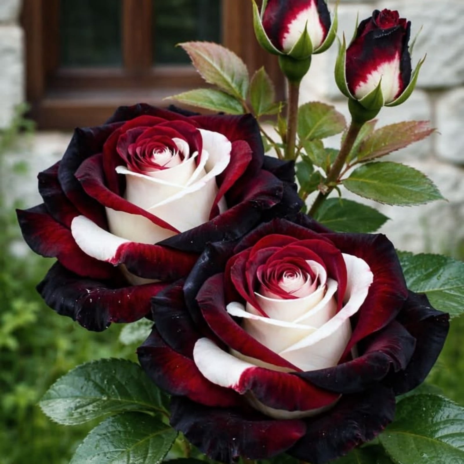 Exotic Rare Rose - Erect and stately - Sweet-scented - Ideal for garden ...