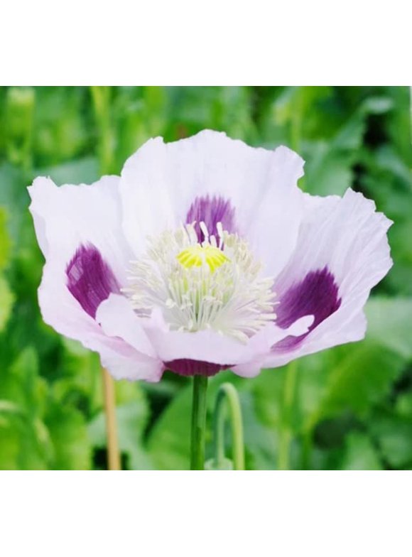 Poppy Flower Seeds in Seed Gardening - Walmart.com