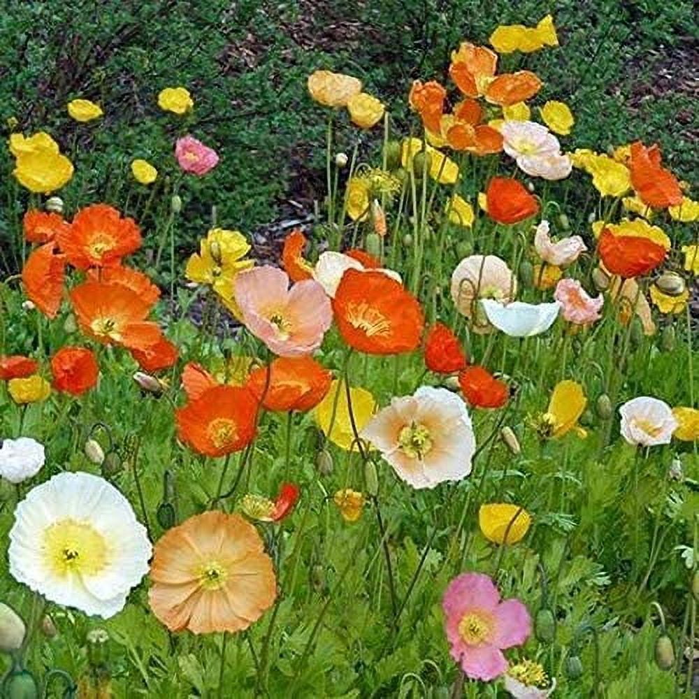 Exotic Strains of Poppy Seeds for Planting (200 Seeds Per Packet ...