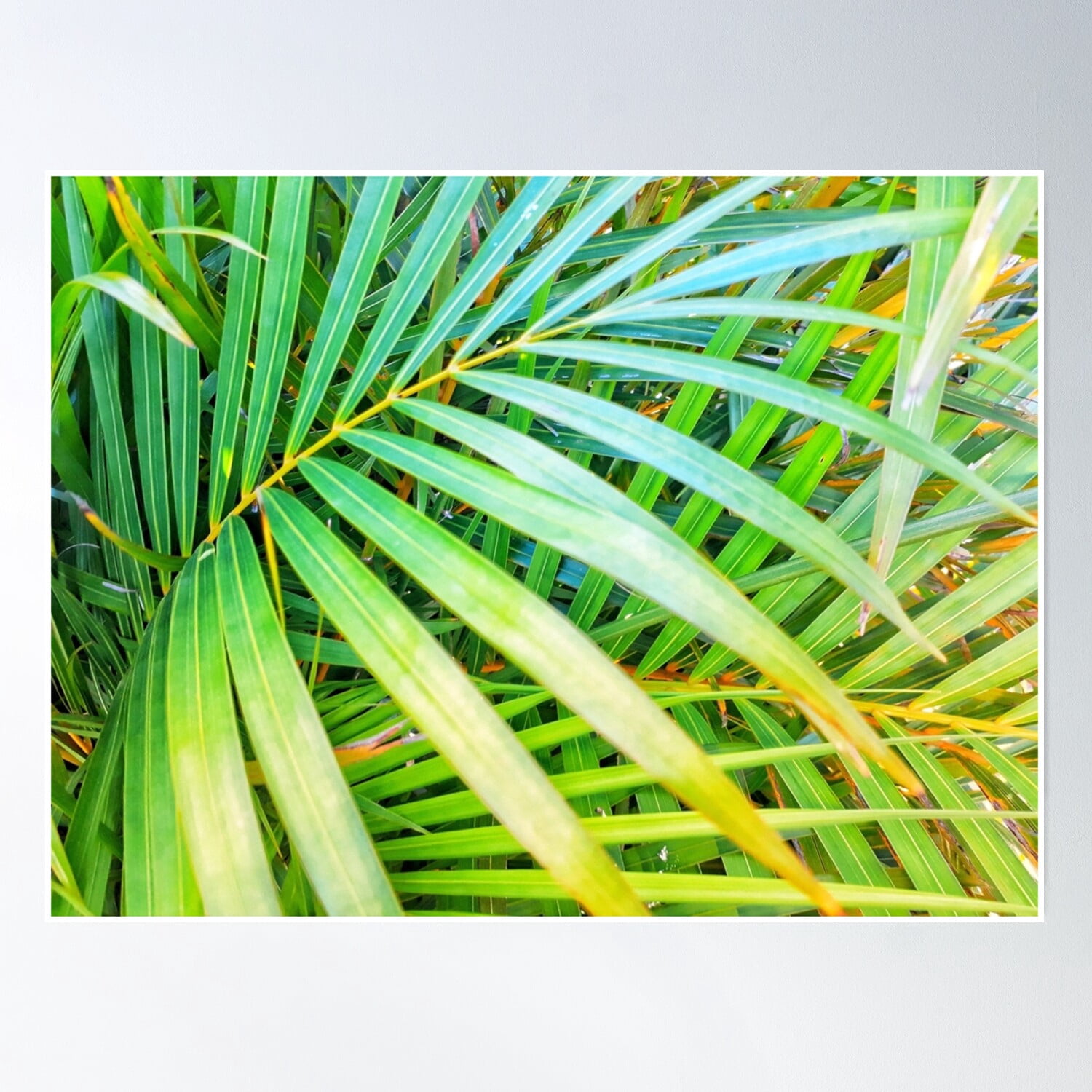 Exotic Tropical Palm Leaves Tropicalcore Tropical Vacation Aesthetic 1 ...