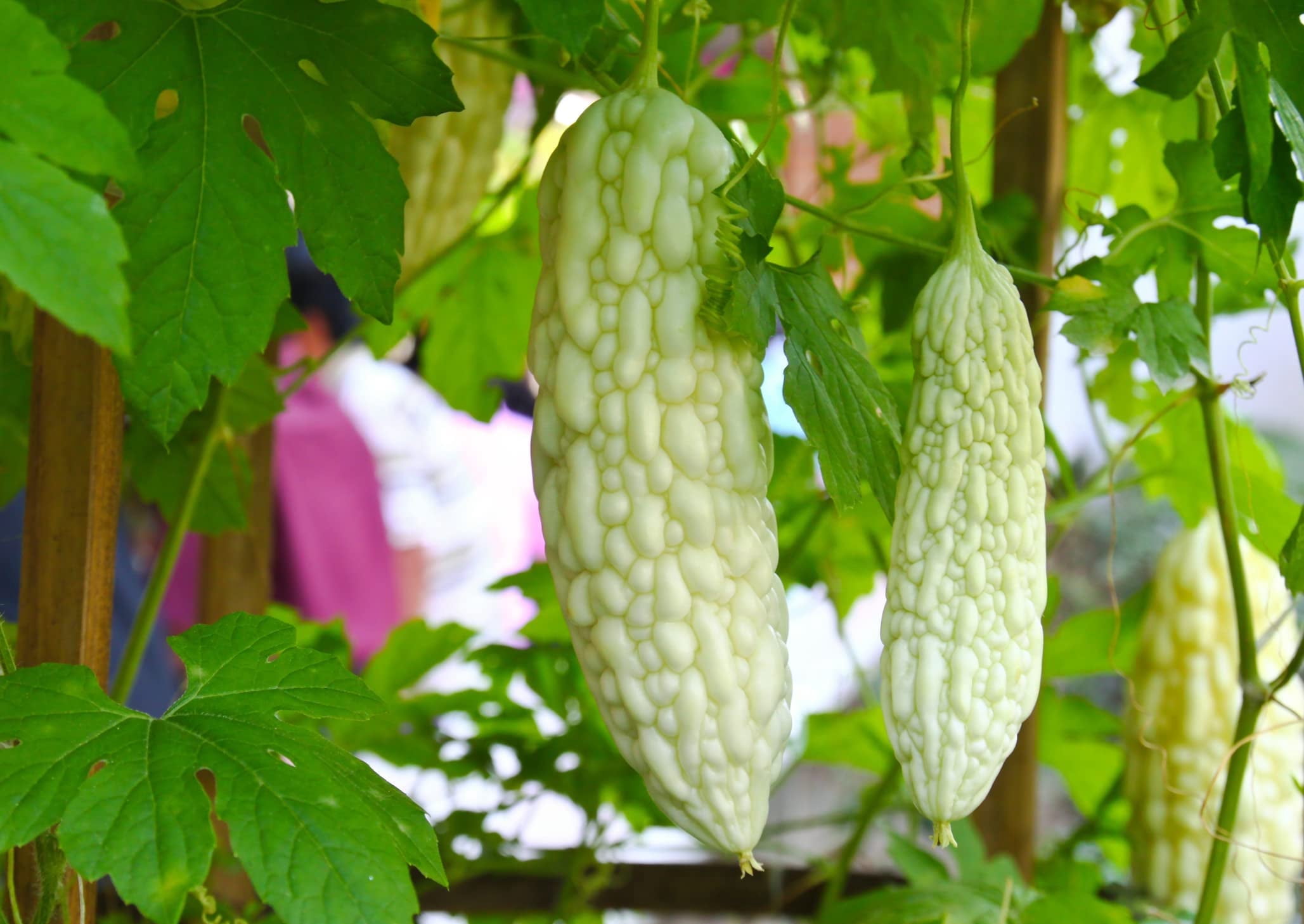 Exotic White Bitter Gourd Seeds for Planting 6 Seeds - Walmart.com