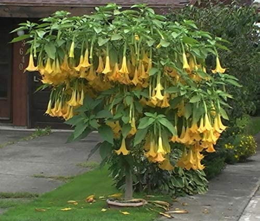 Exotic Yellow Trumpetbush Seeds - 20+ Seeds to Grow - Rare and Exotic ...