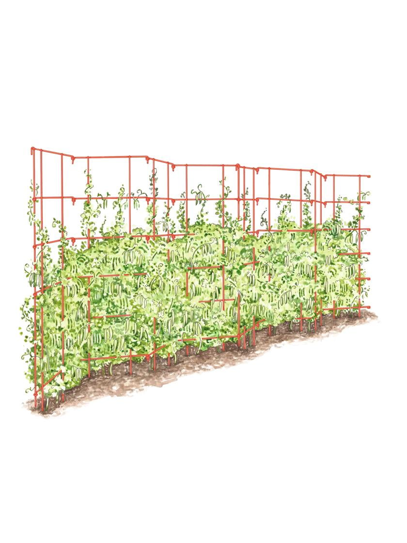 Expandable Pea Trellis - Walmart.com