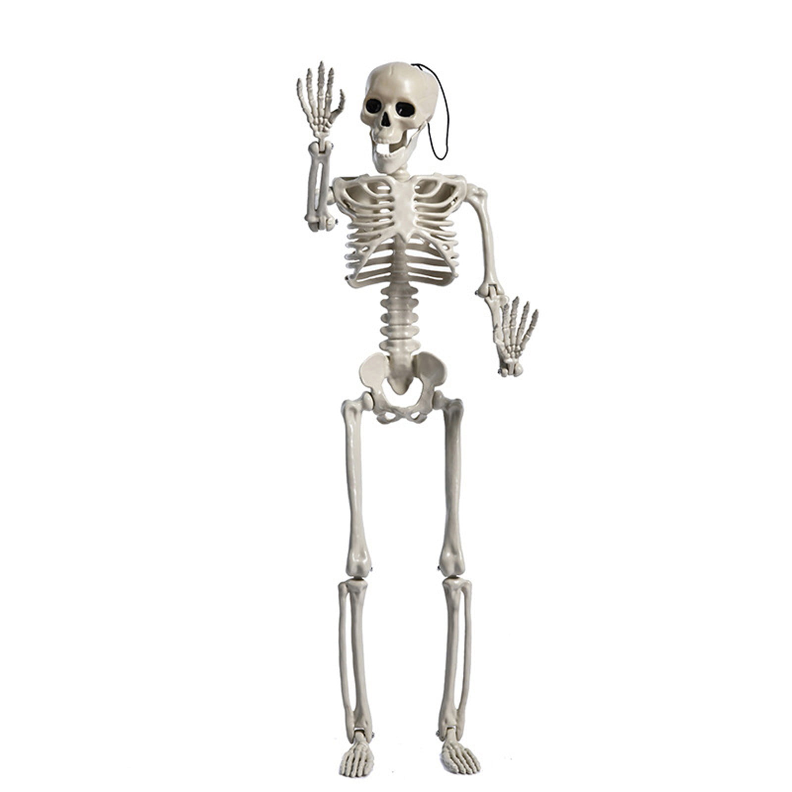 Experience Bone Terrifying Thrills With This 60cm Plastic Skeleton For ...