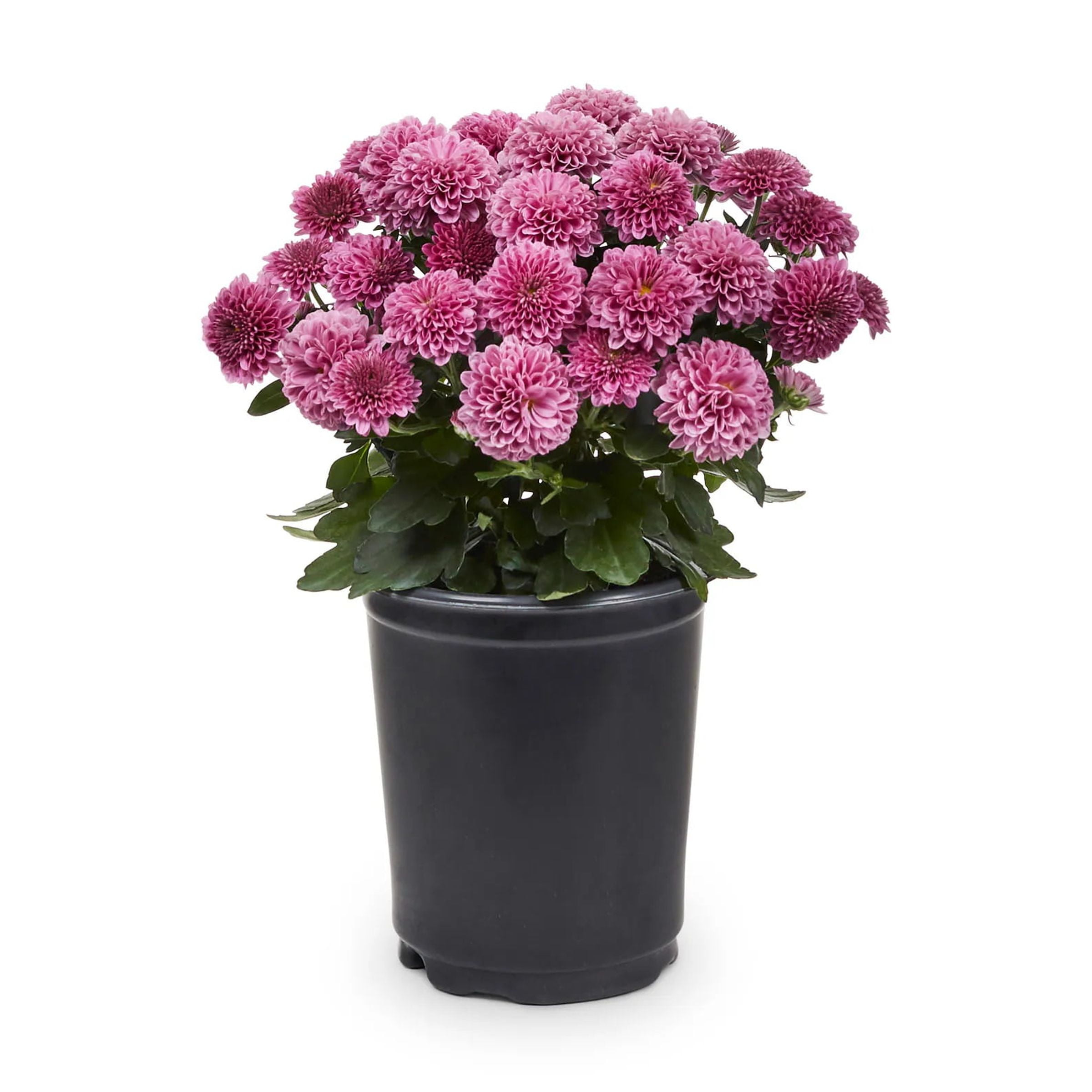 Expert Gardener 1.0PT Pink Mum Live Plant in Grower Pot Full Sun ...