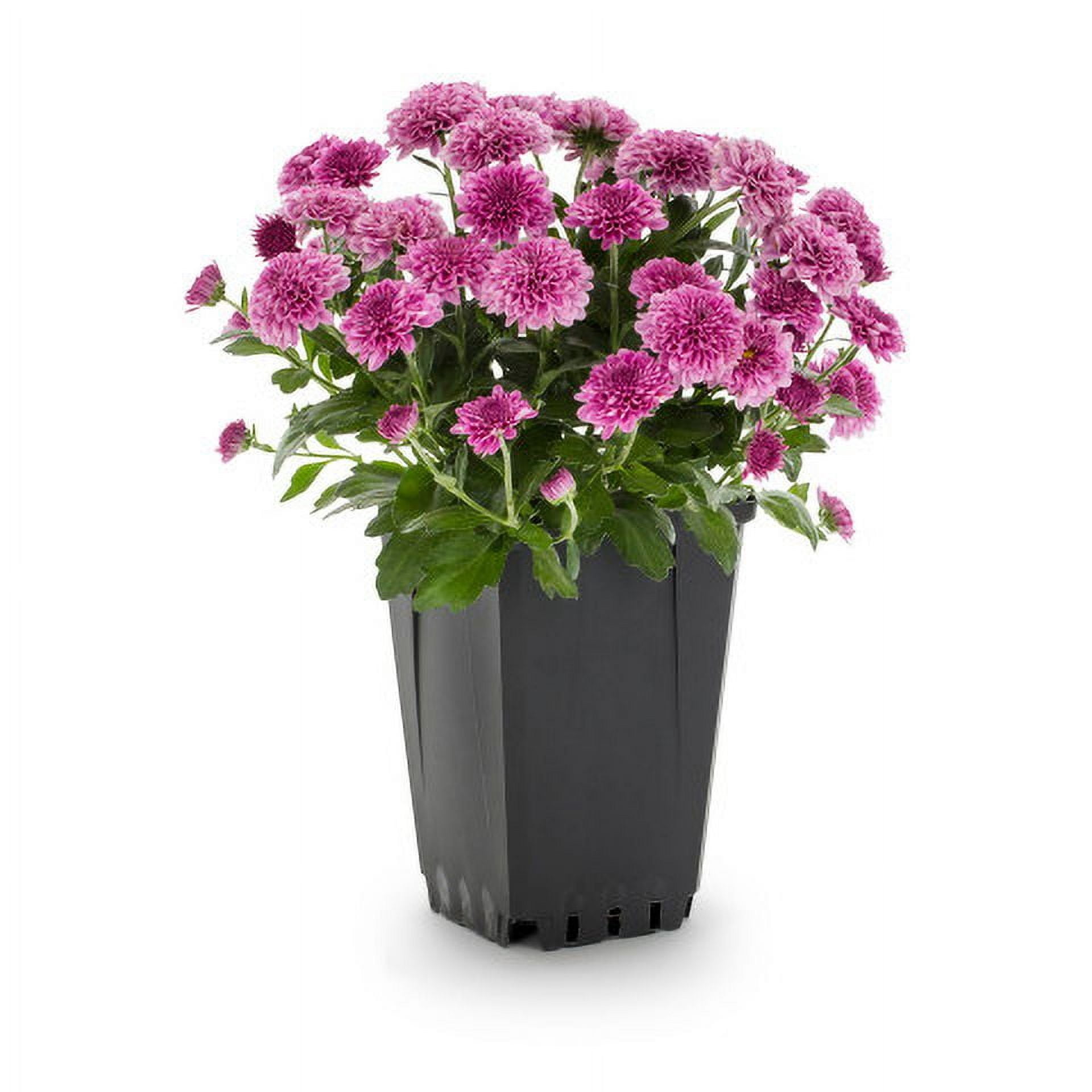 Expert Gardener 1.0PT Pink Mum Live Plant in Grower Pot - Walmart.com
