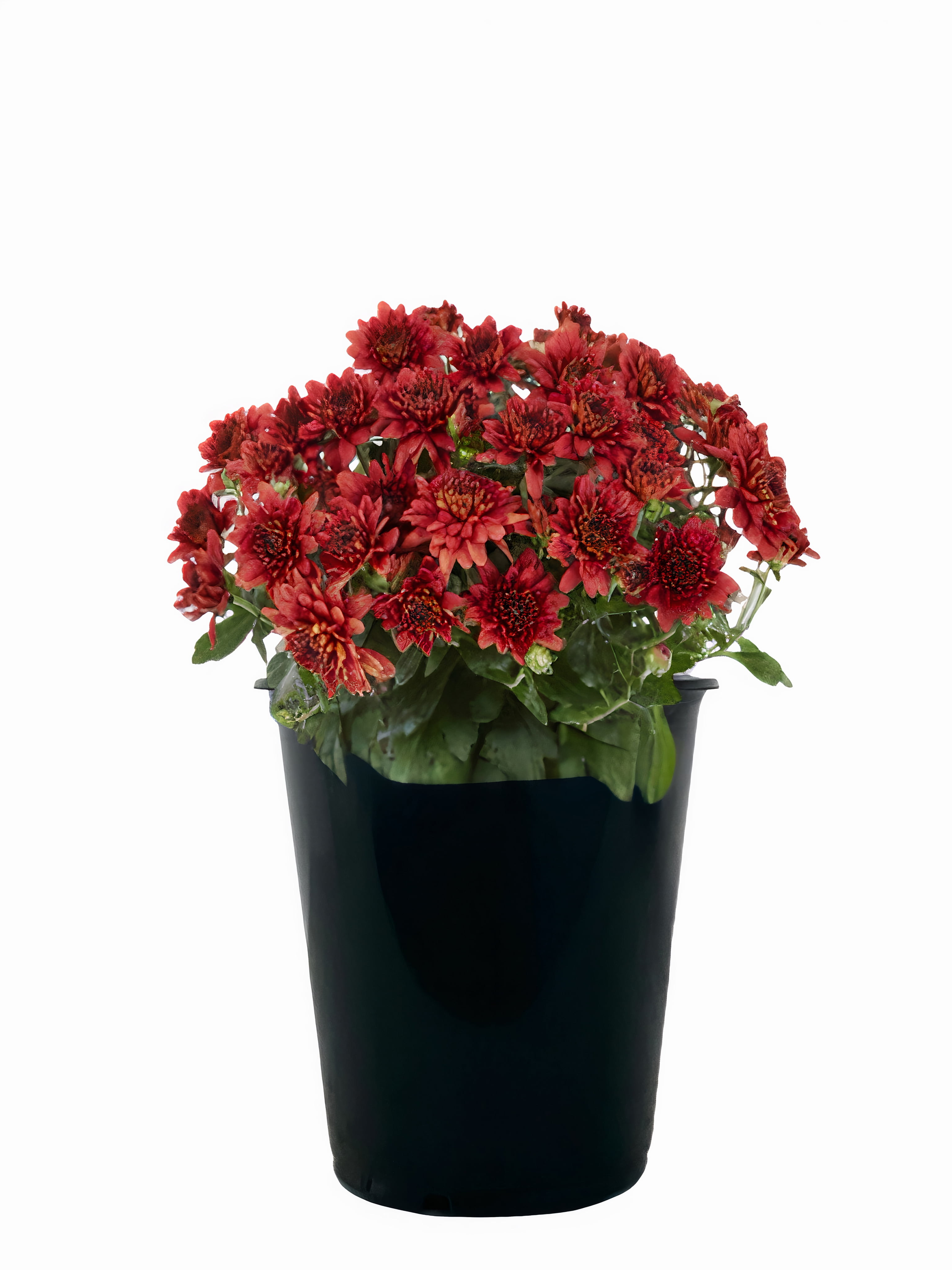 Expert Gardener 1.0PT Red Mum Live Plant in Grower Pot - Walmart.com
