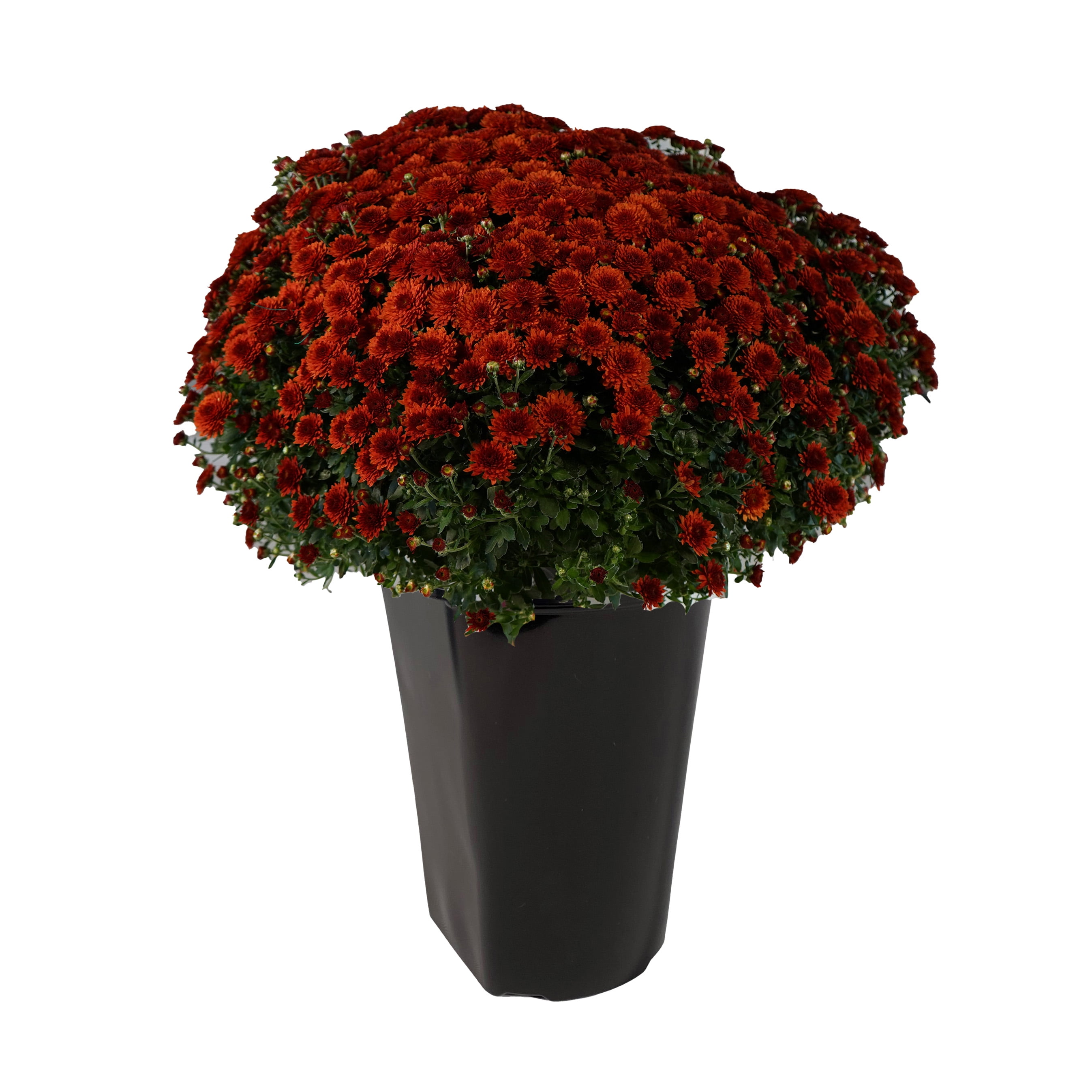 Expert Gardener 1.0PT Red Mum Live Plant in Grower Pot - Walmart.com