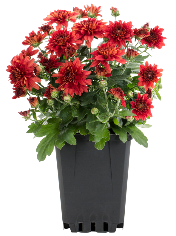 Expert Gardener 1.0PT Red Mum Live Plant in Grower Pot - Walmart.com