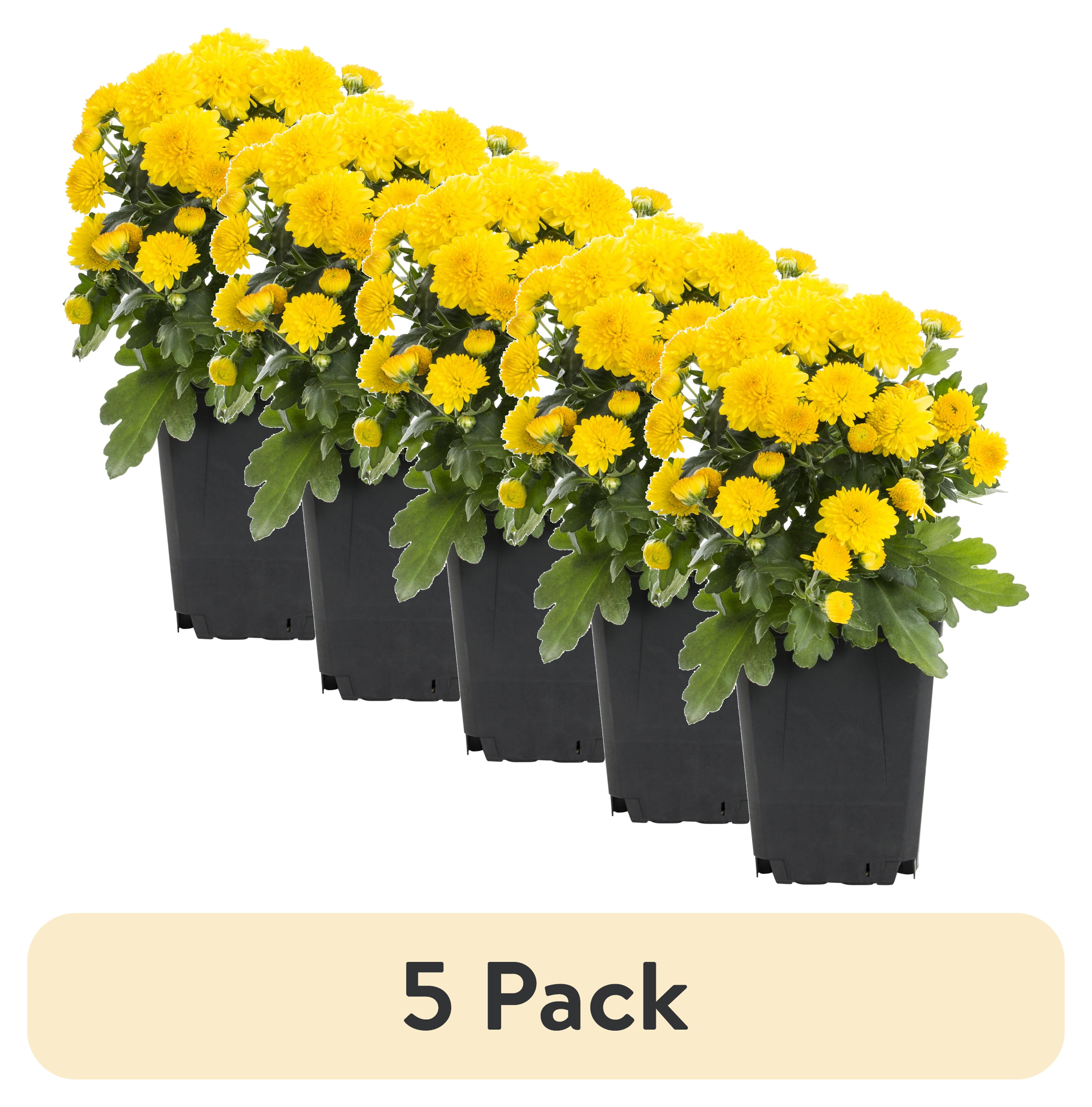 (5 pack) Expert Gardener 1PT Yellow Mum Live Plant in Grower Pot, Full ...