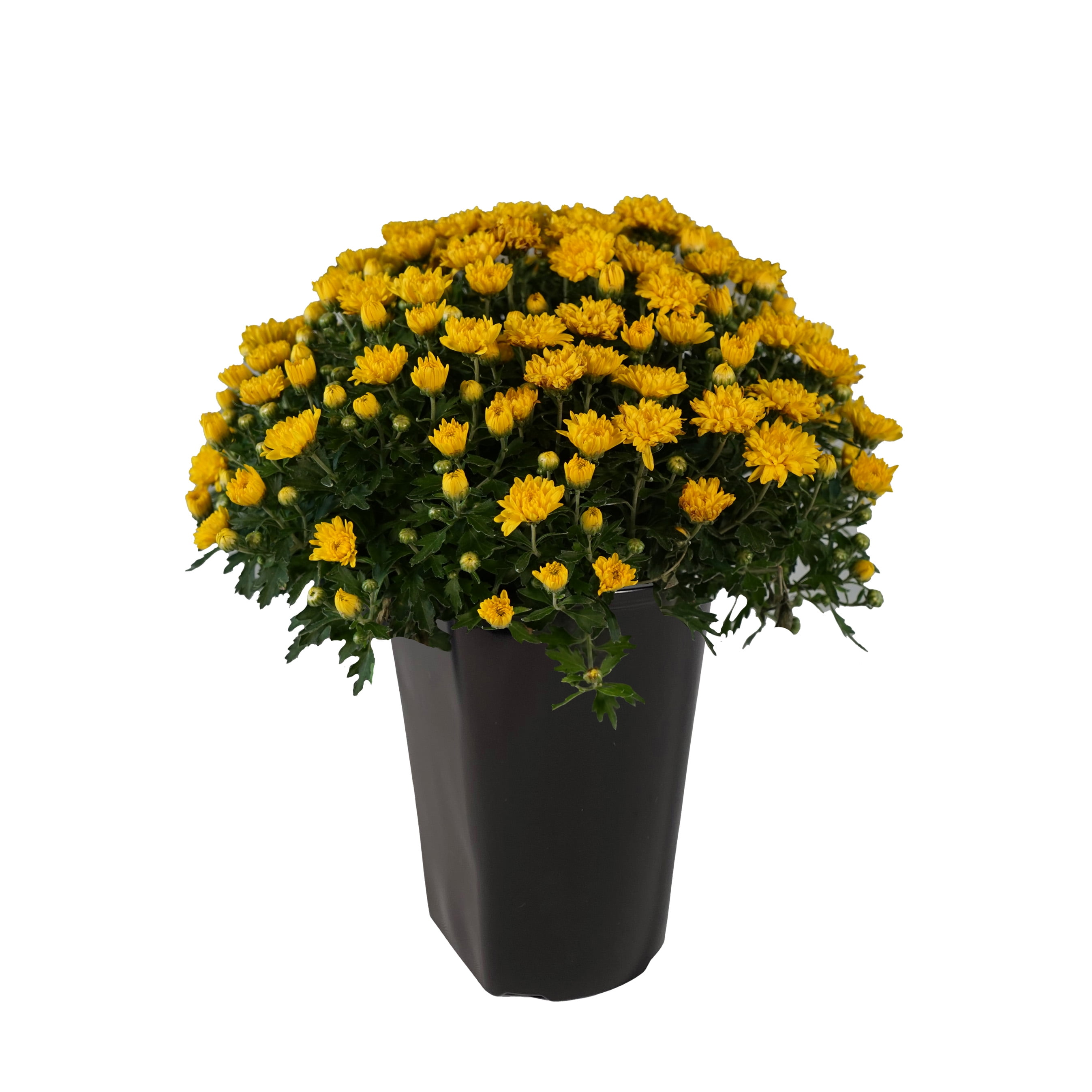 Expert Gardener 1.0PT Yellow Mum Live Plant in Grower Pot - Walmart.com