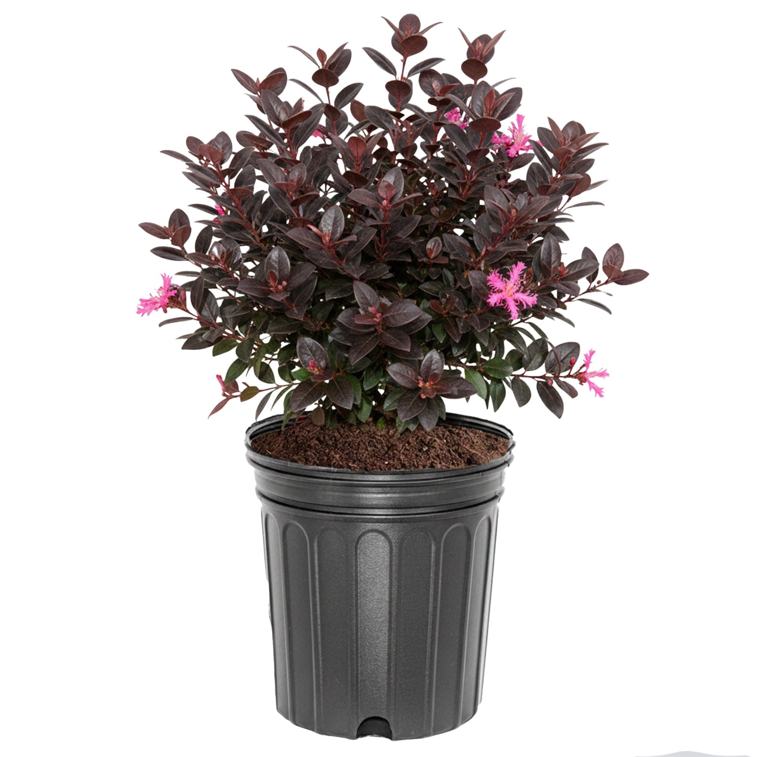Expert Gardener 1-1.5 ft Loropetalum - Carolina Midnight Live Shurb in ...