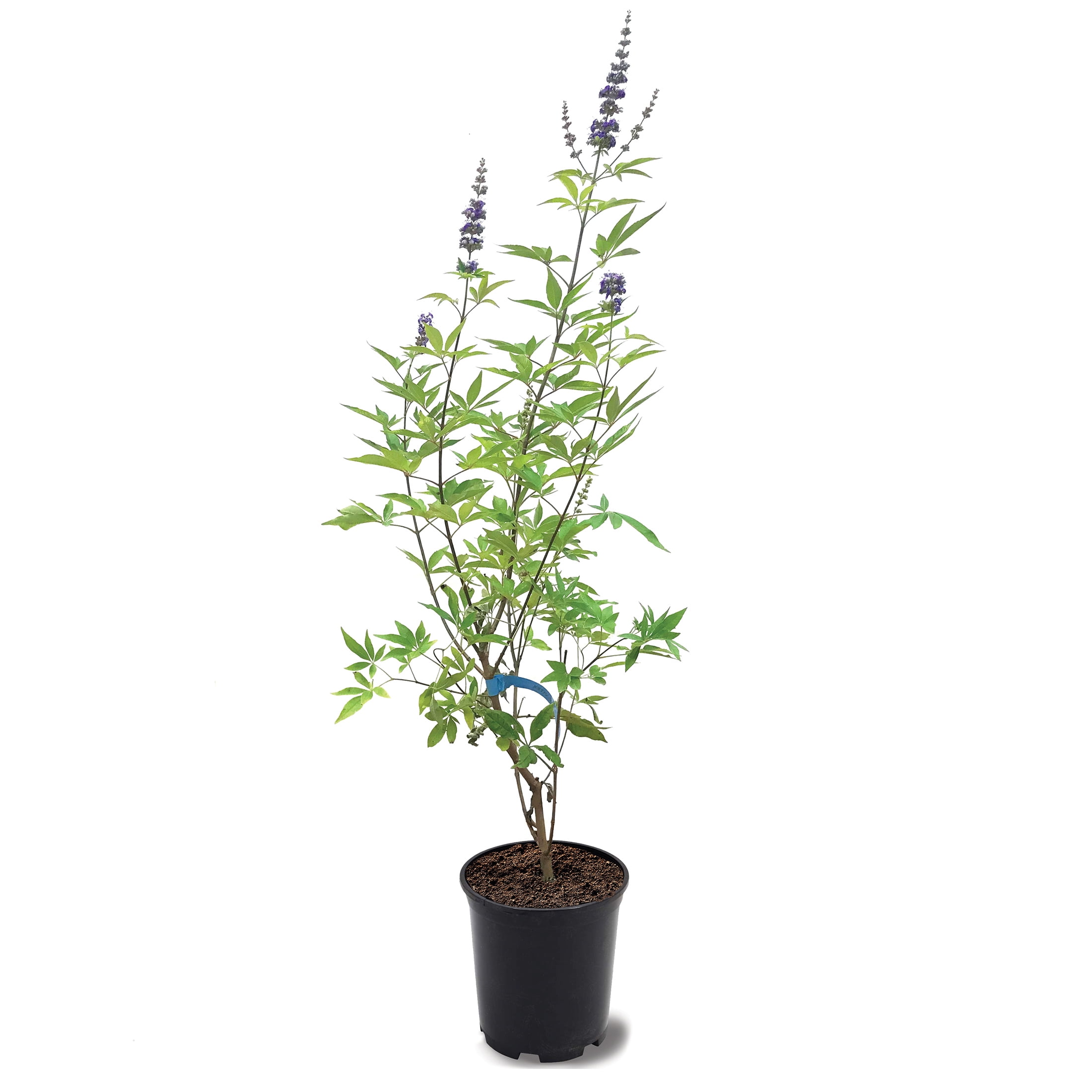 Expert Gardener 12-18 in. tall Purple Chaste Vitex Live Tree in 1 ...