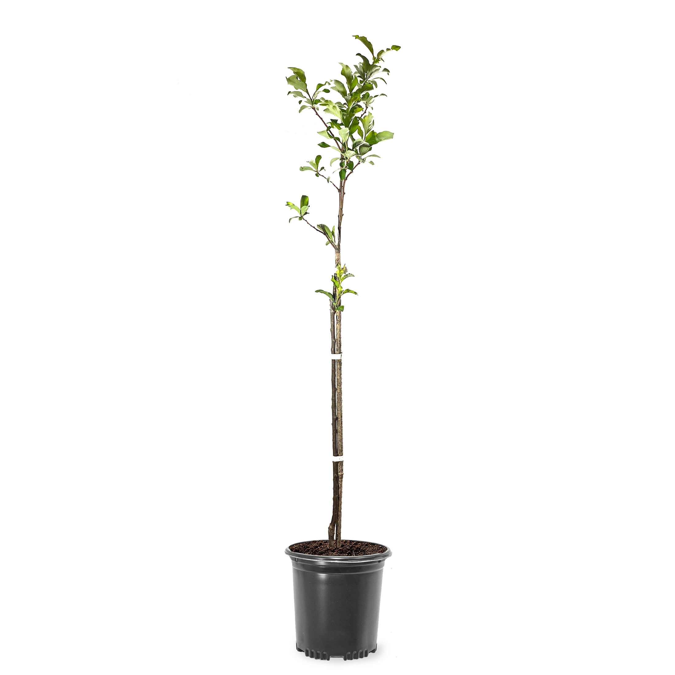 Expert Gardener 2-3 ft. tall Harlayne Apricot Live Tree in 5-Gallon ...