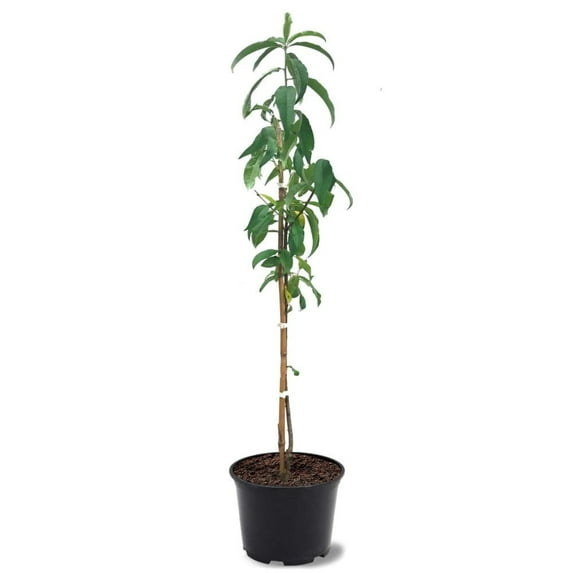 Expert Gardener 1-2 ft. Tall Sam Houston Peach Live Tree in 1- Gallon ...