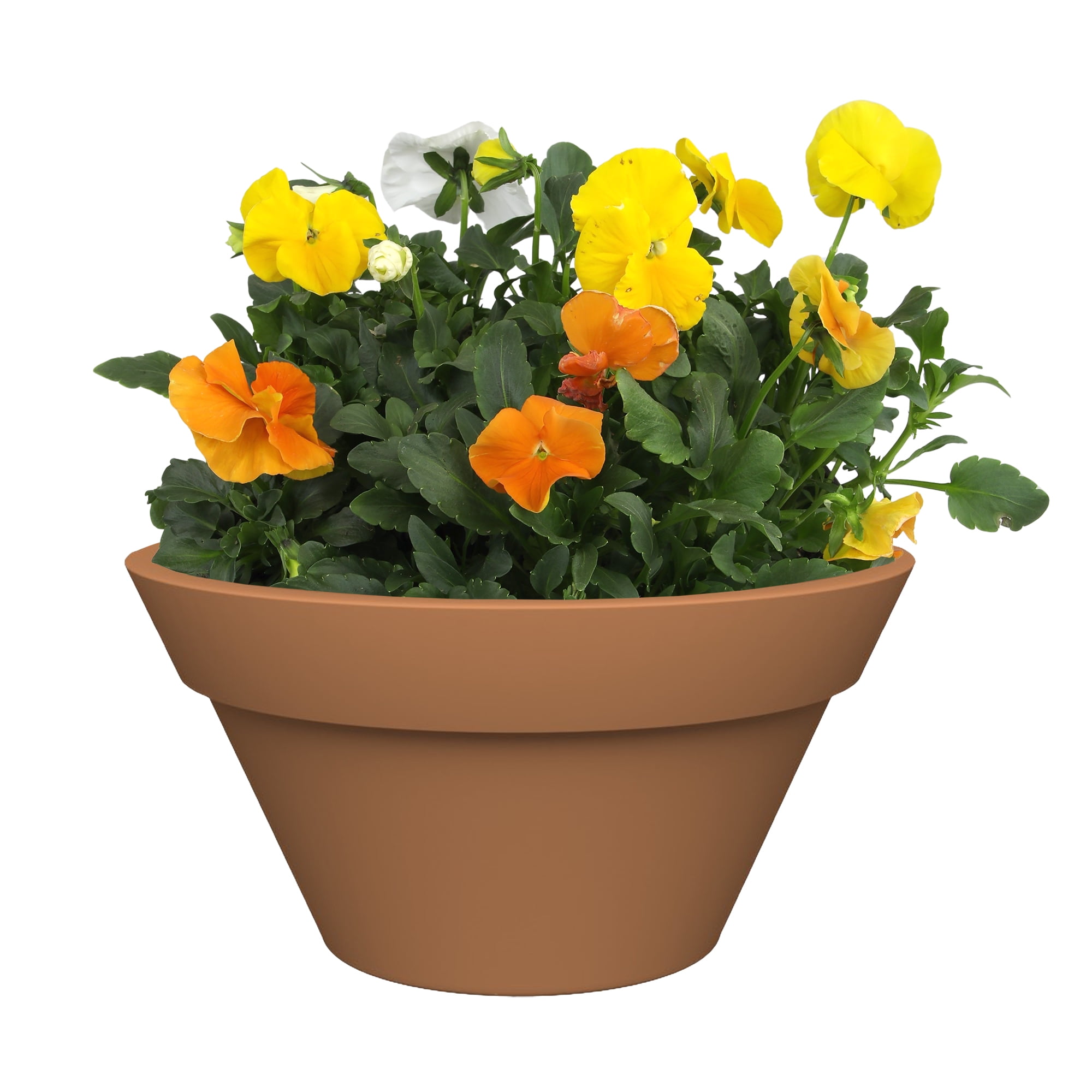 Expert Gardener 1.25G Orange Yellow White Viola Combination Live Plant ...