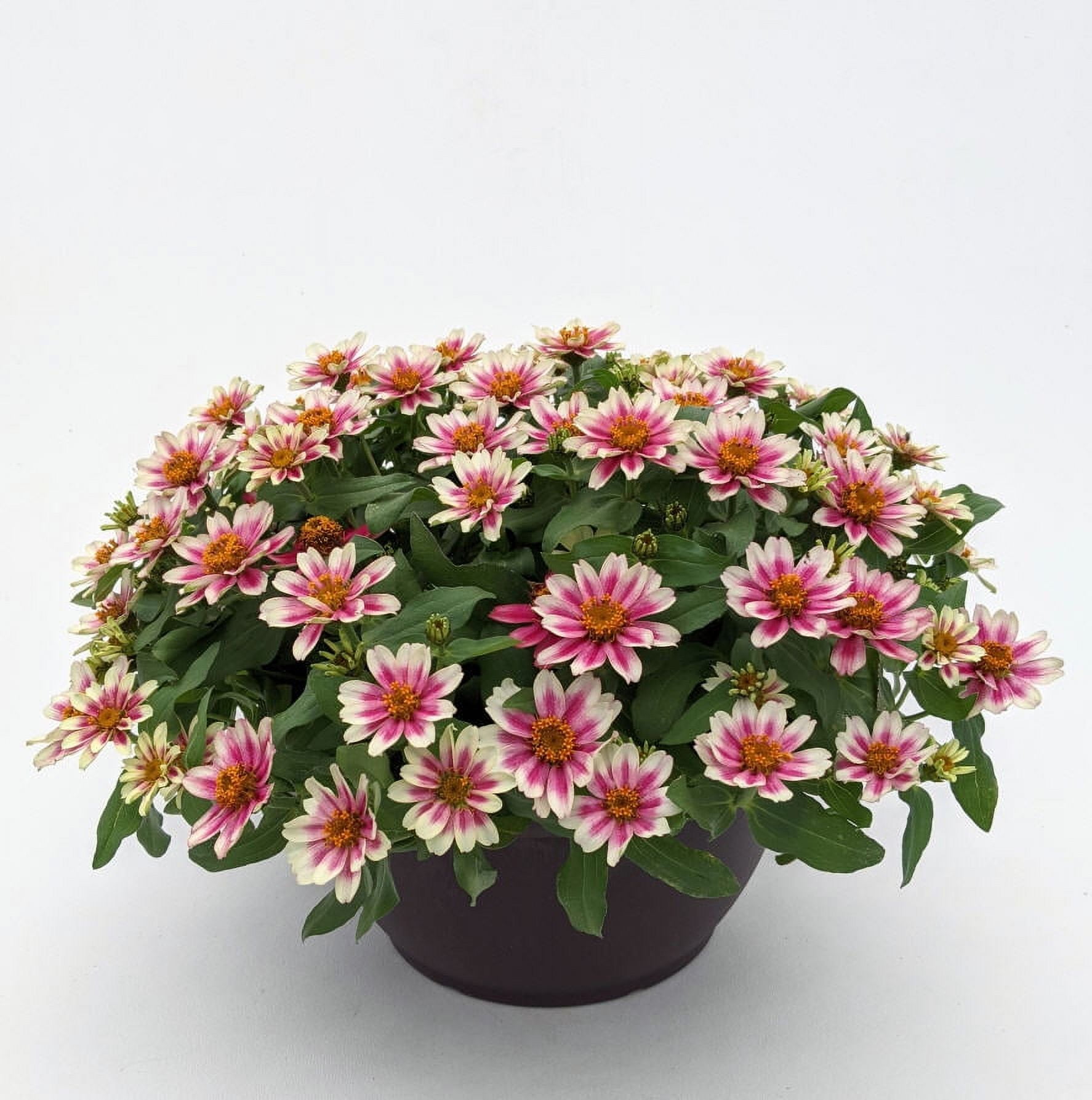 Expert Gardener 1.25G Zinnia Mixed Colors Live Plant Decorative Bowl ...