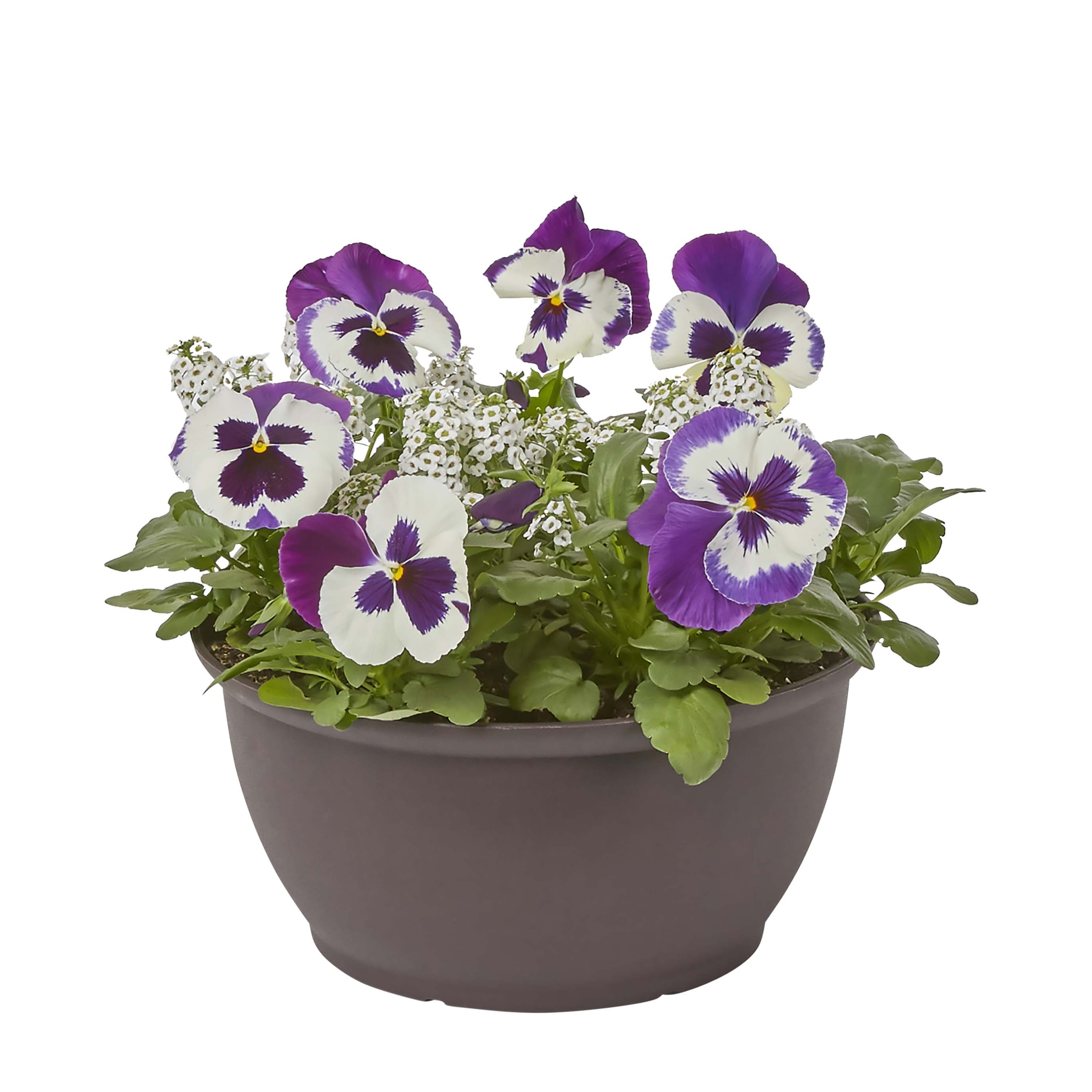 Expert Gardener 1.25Gal Multicolor Pansy Live Plant Decorative Pot Sun ...