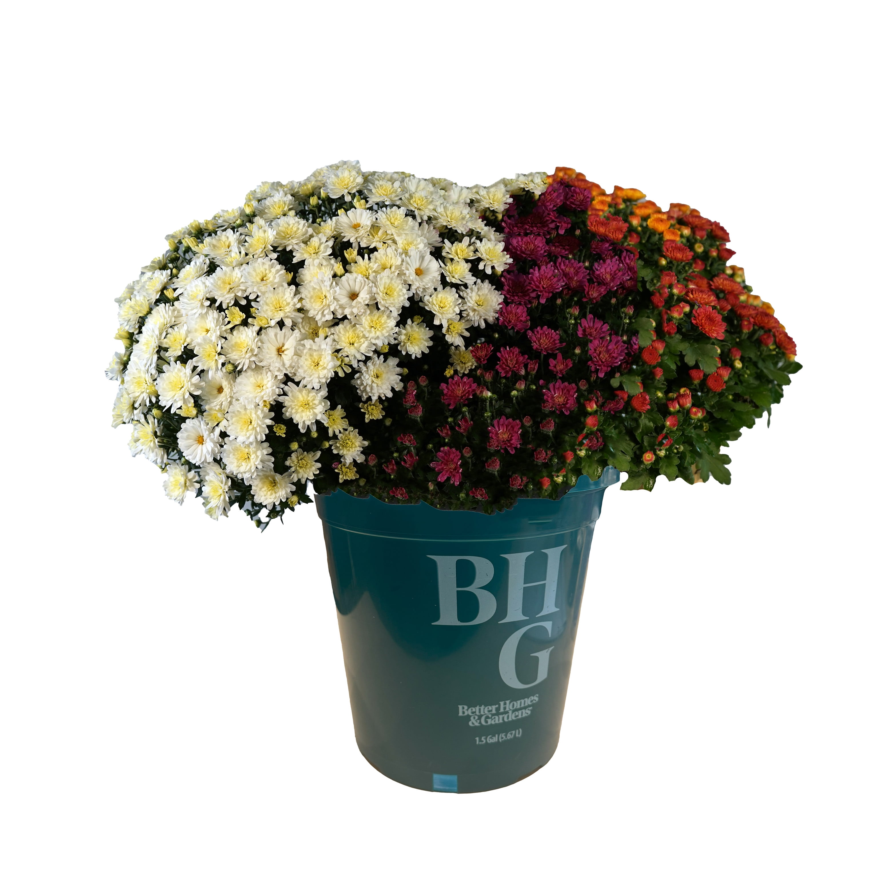 Better Homes & Gardens 1.5G Tricolor Mum Live Plant in Grower Pot ...
