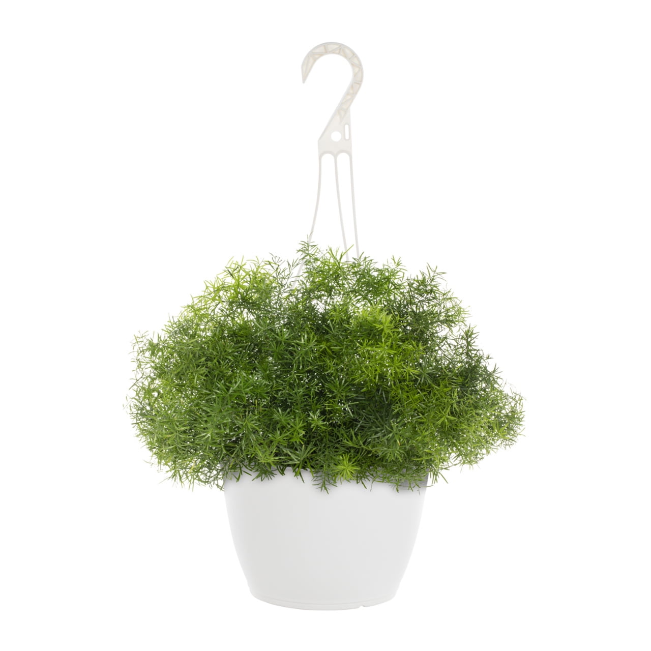 Expert Gardener 1.5gal Green Springerii Fern Live Annual Plant Hanging ...