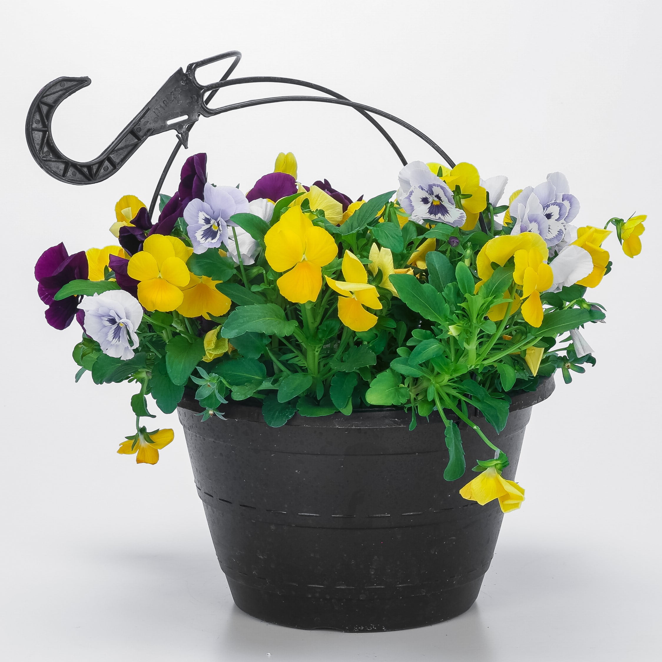 Expert Gardener - 1.5 Gallon Hanging Basket - Multicolor Pansy Annual ...