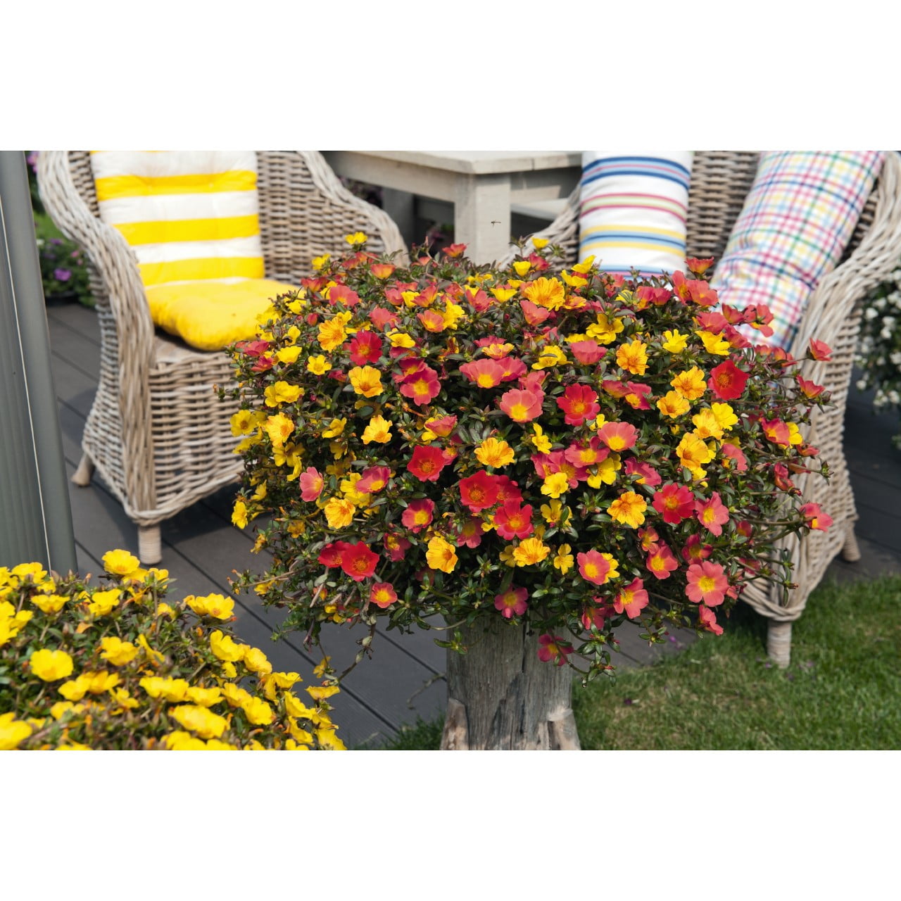 Expert Gardener - 1.5 Gallon Hanging Basket Multicolor Portulaca Mega ...