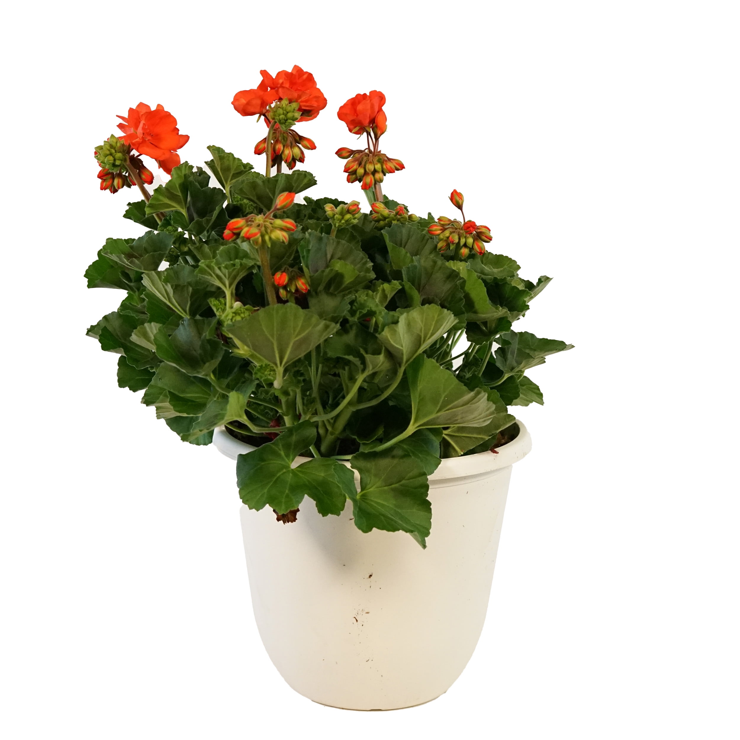 Expert Gardener - 1.5 Gallon Violet Zonal Geranium Calliope Annuals ...