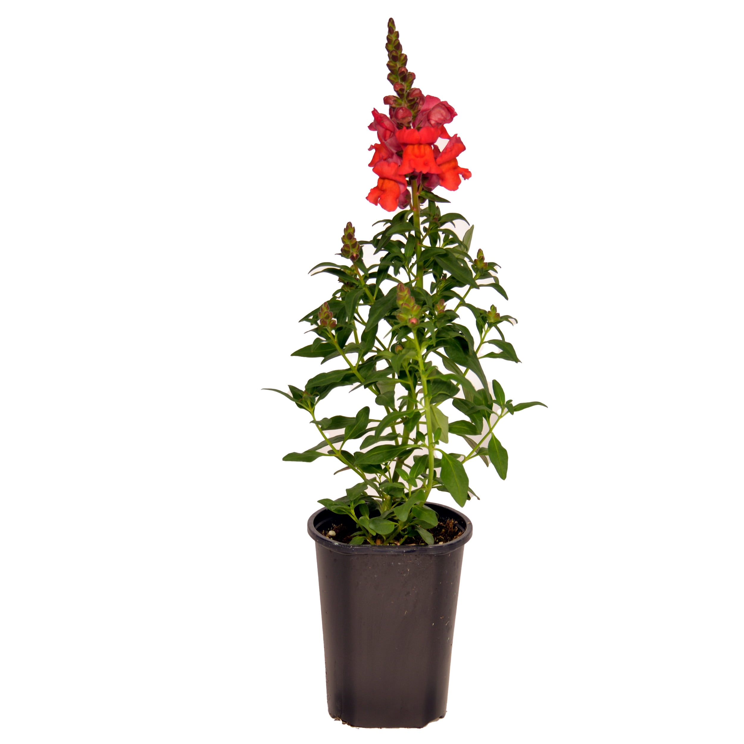 Expert Gardener - 1.5 Pint Orange Snapdragon Annual Flowering - Outdoor ...