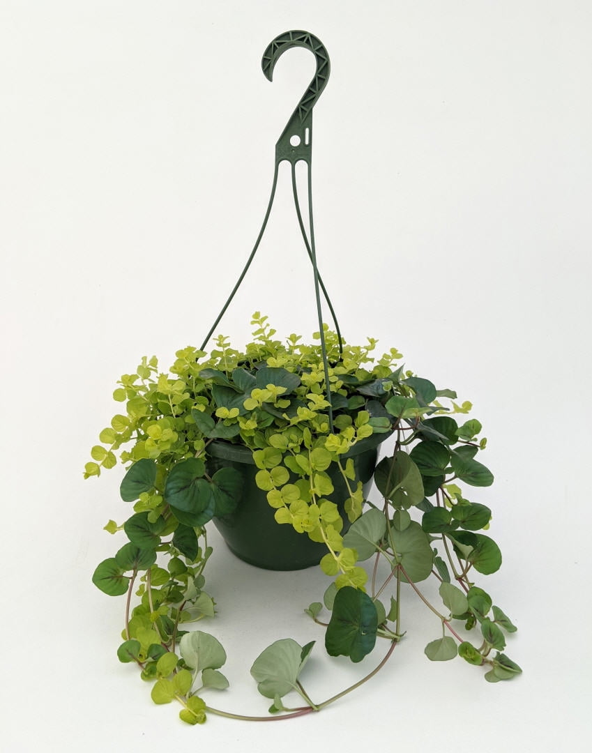 Expert Gardener 1.5G Accent Combination Live Plant Hanging Basket Full ...