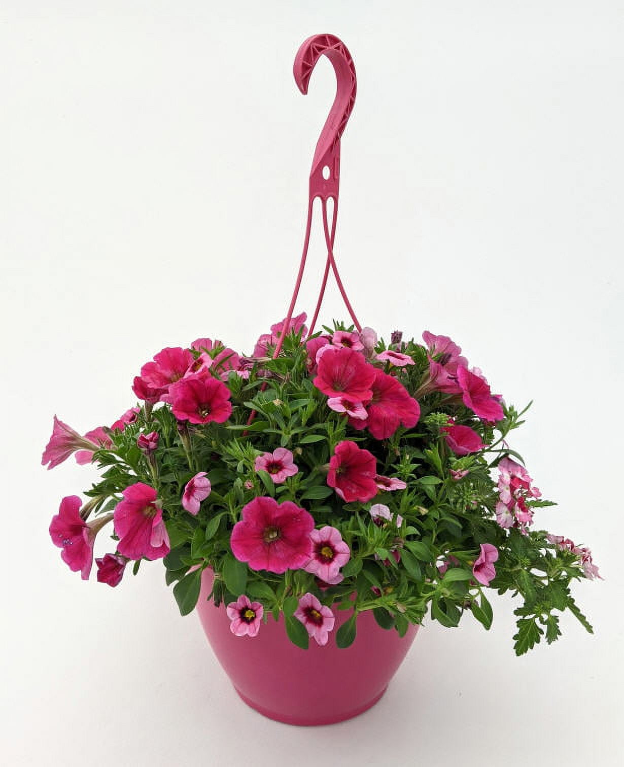 Expert Gardener 1.5G Annual Combinations Live Plant Hanging Basket Full ...