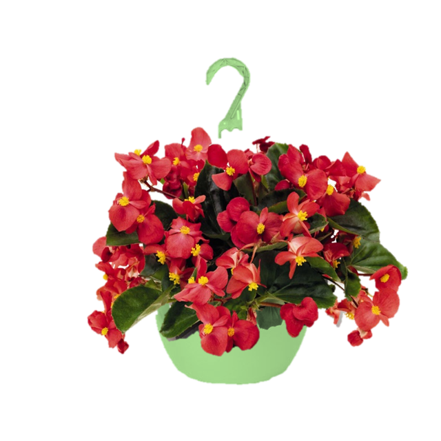 Expert Gardener 1.5G Begonia Senator Deep Rose Live Plant - Walmart.com