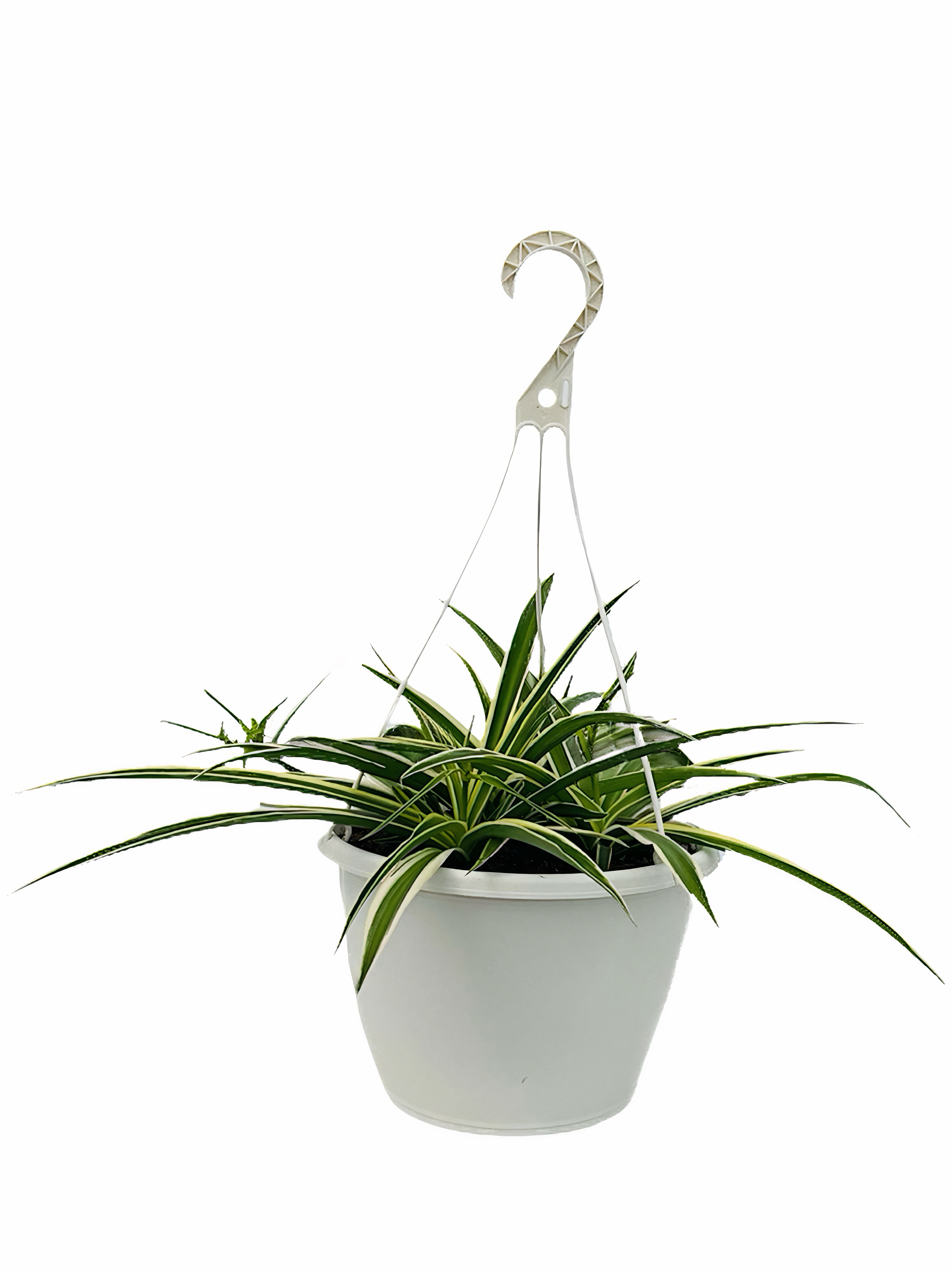 Expert Gardener 1.5G Chophytum Spider Plant Green White Live Plant ...