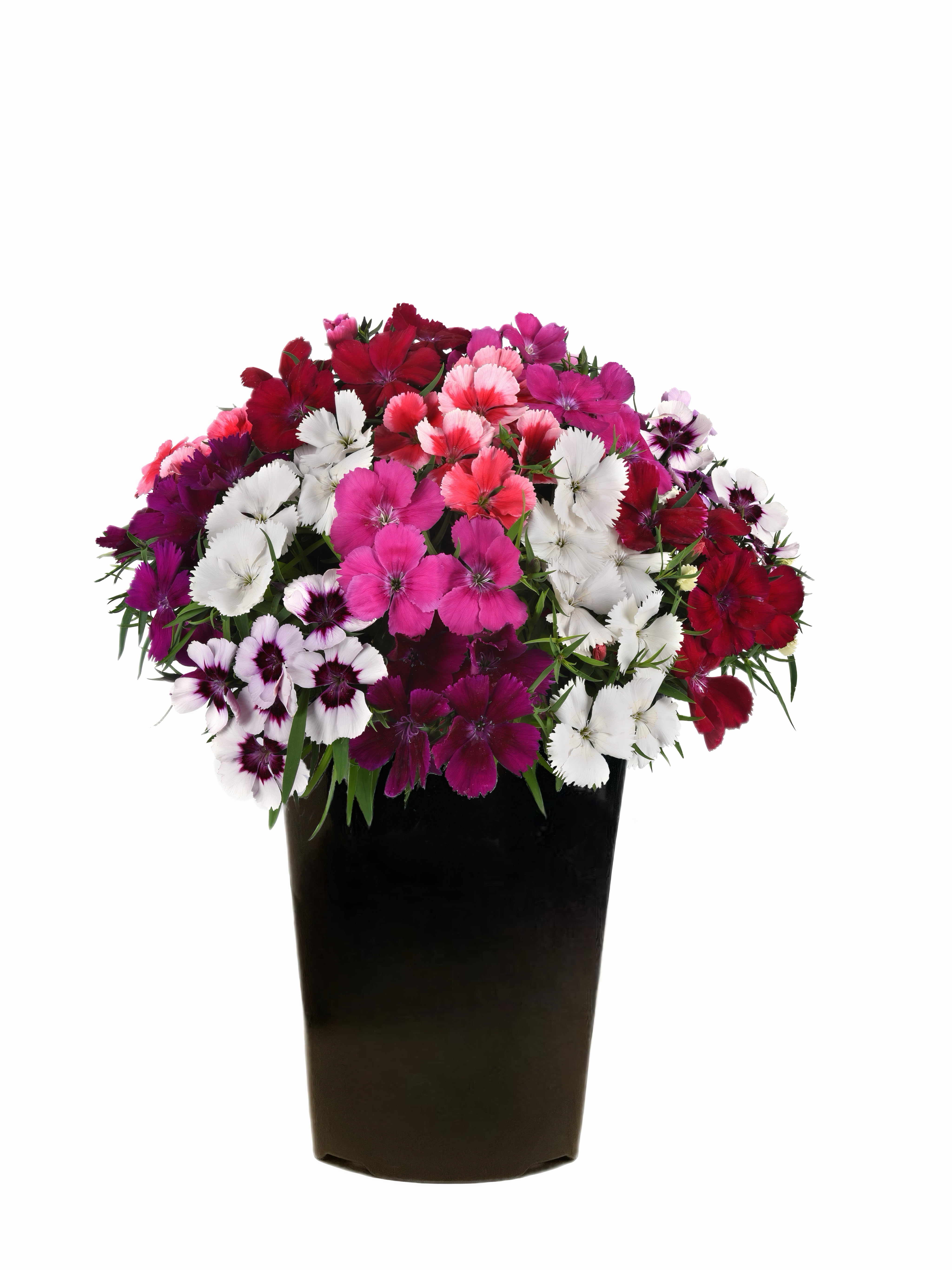 Expert Gardener 1.5G Dianthus Dart Live Plant Decorative Pot Full Sun ...