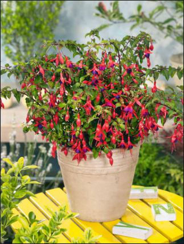 Expert Gardener 1.5G Fuchsia Live Plant Decorative Planter Full Sun ...
