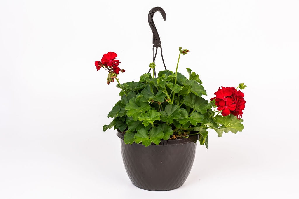 Expert Gardener 1.5G Geranium Hanging Basket Red Annual Live Plant ...