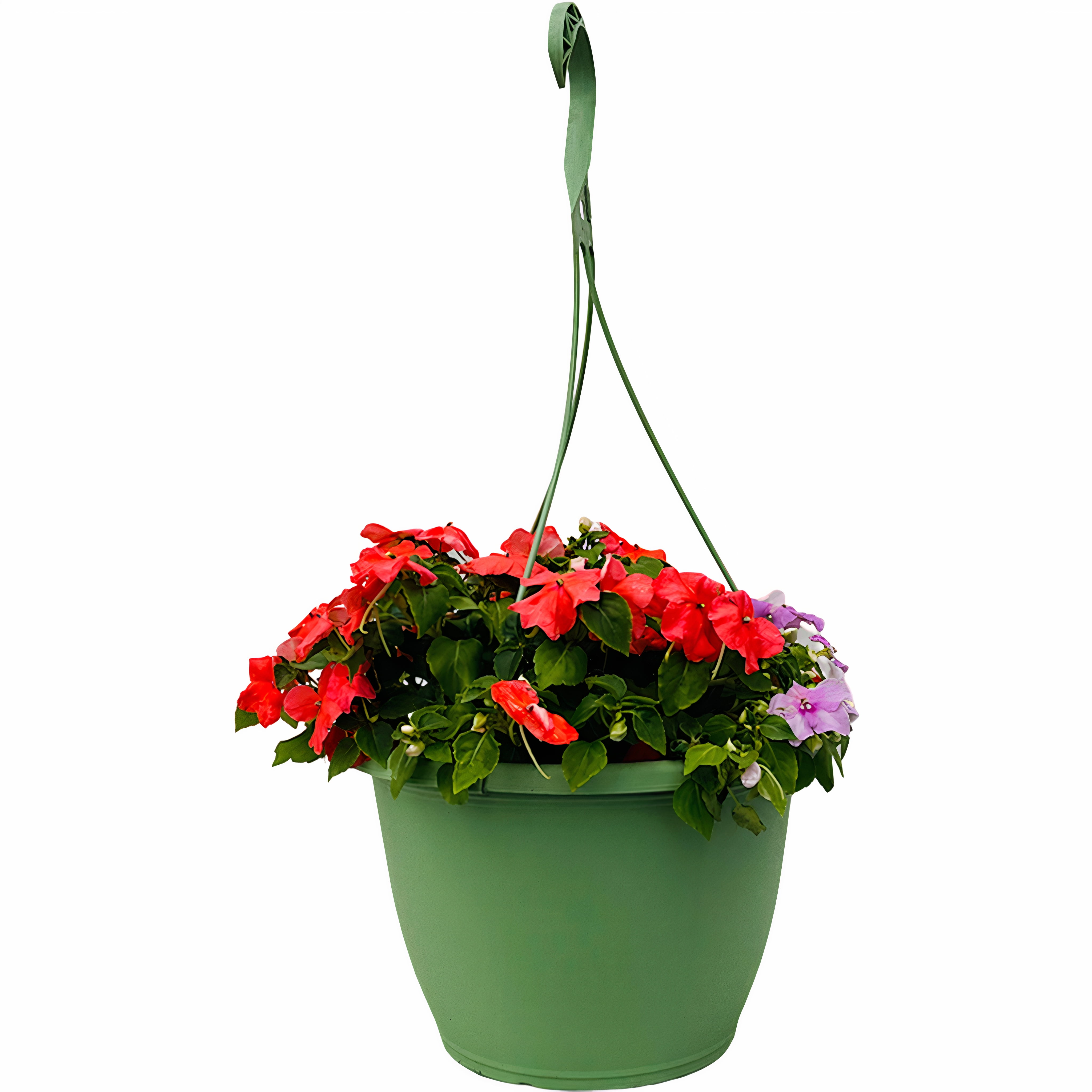 Expert Gardener 1.5G Impatiens Red Live Plant Hanging Basket Partial ...