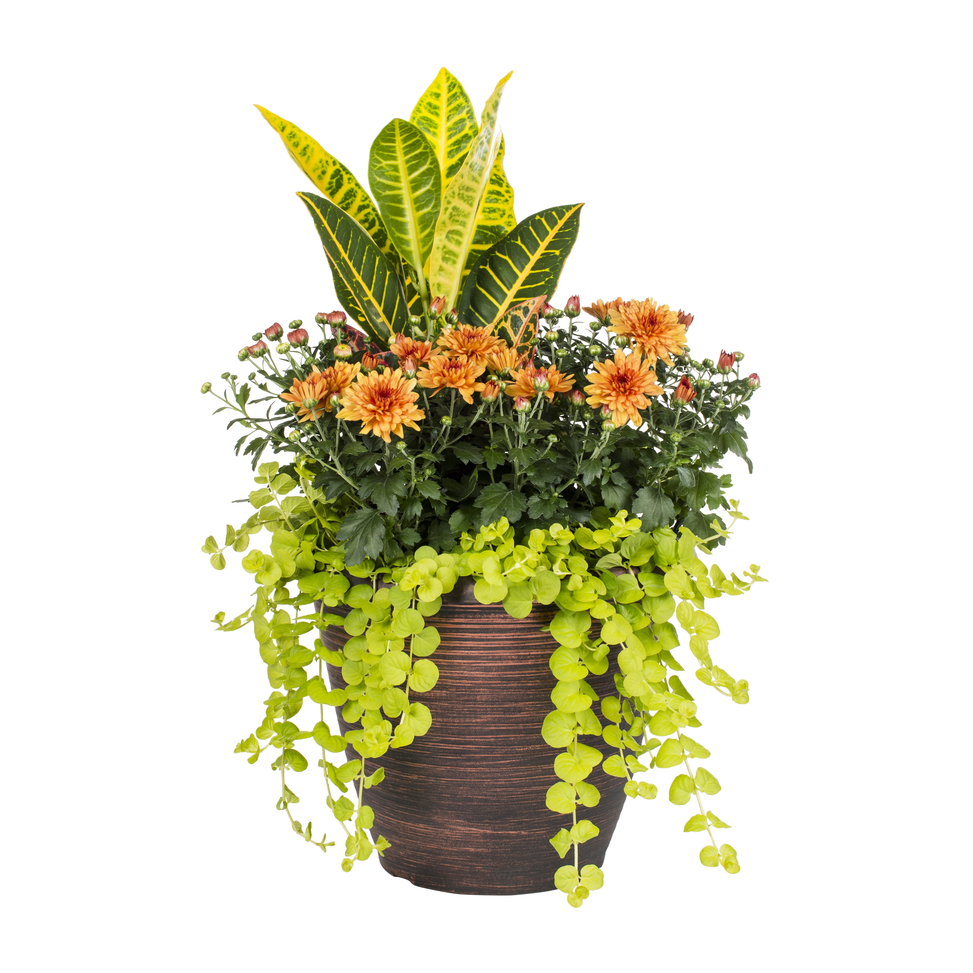 Expert Gardener 1.5G Multicolor Annual Combo Live Plants with ...