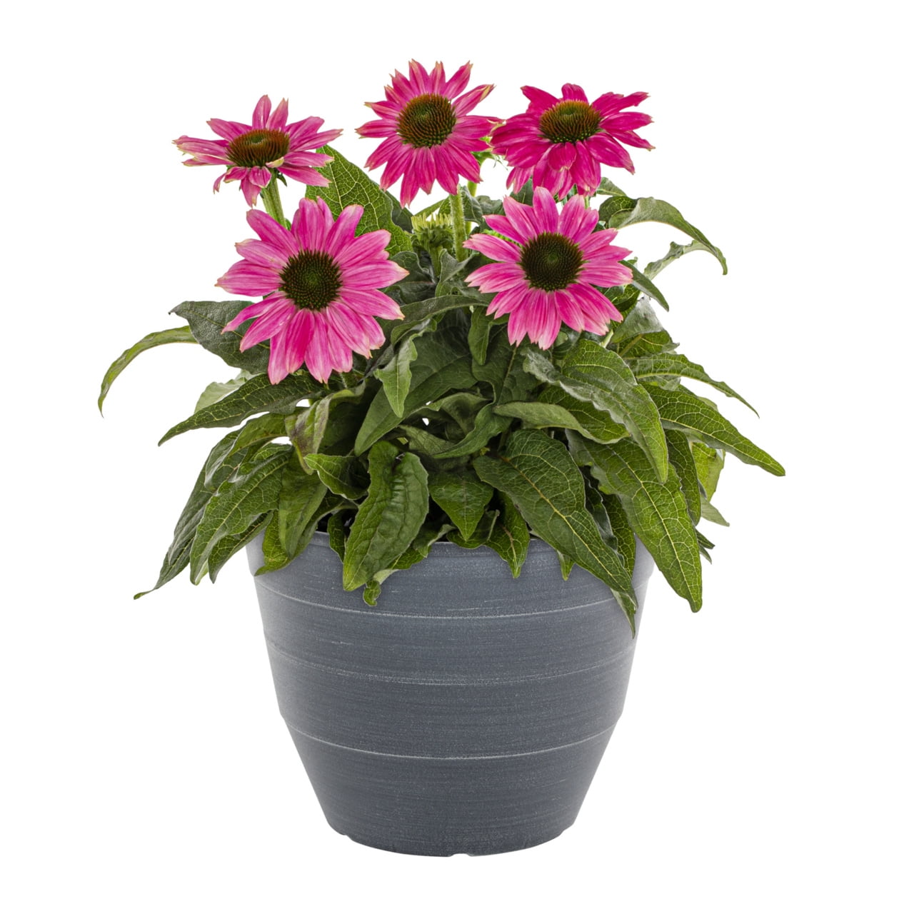 Better Homes & Gardens 1.5gal Multicolor Echinacea Live Perennial Plant ...
