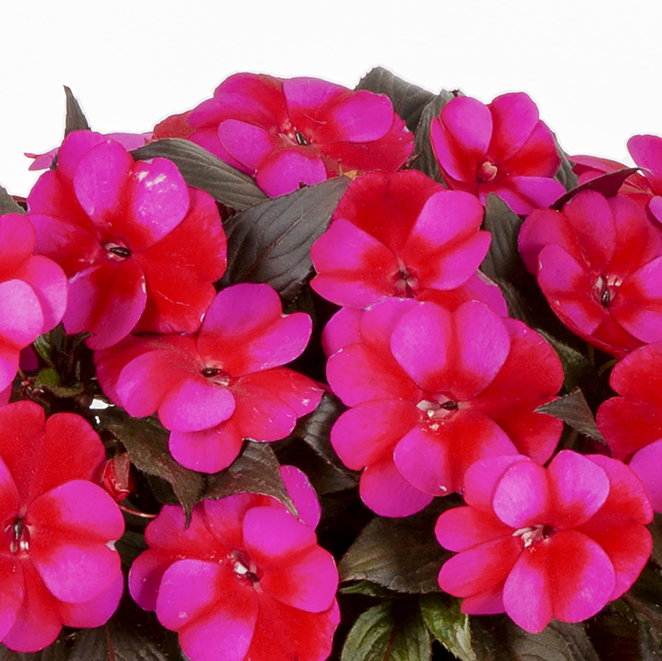 Expert Gardener 1.5G Multicolor New Guinea Impatiens Live Plants with ...