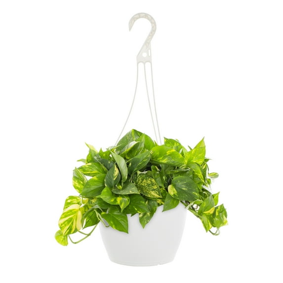 Expert Gardener 1.5gal Multicolor Pothos Live Perennial Plant Hanging ...