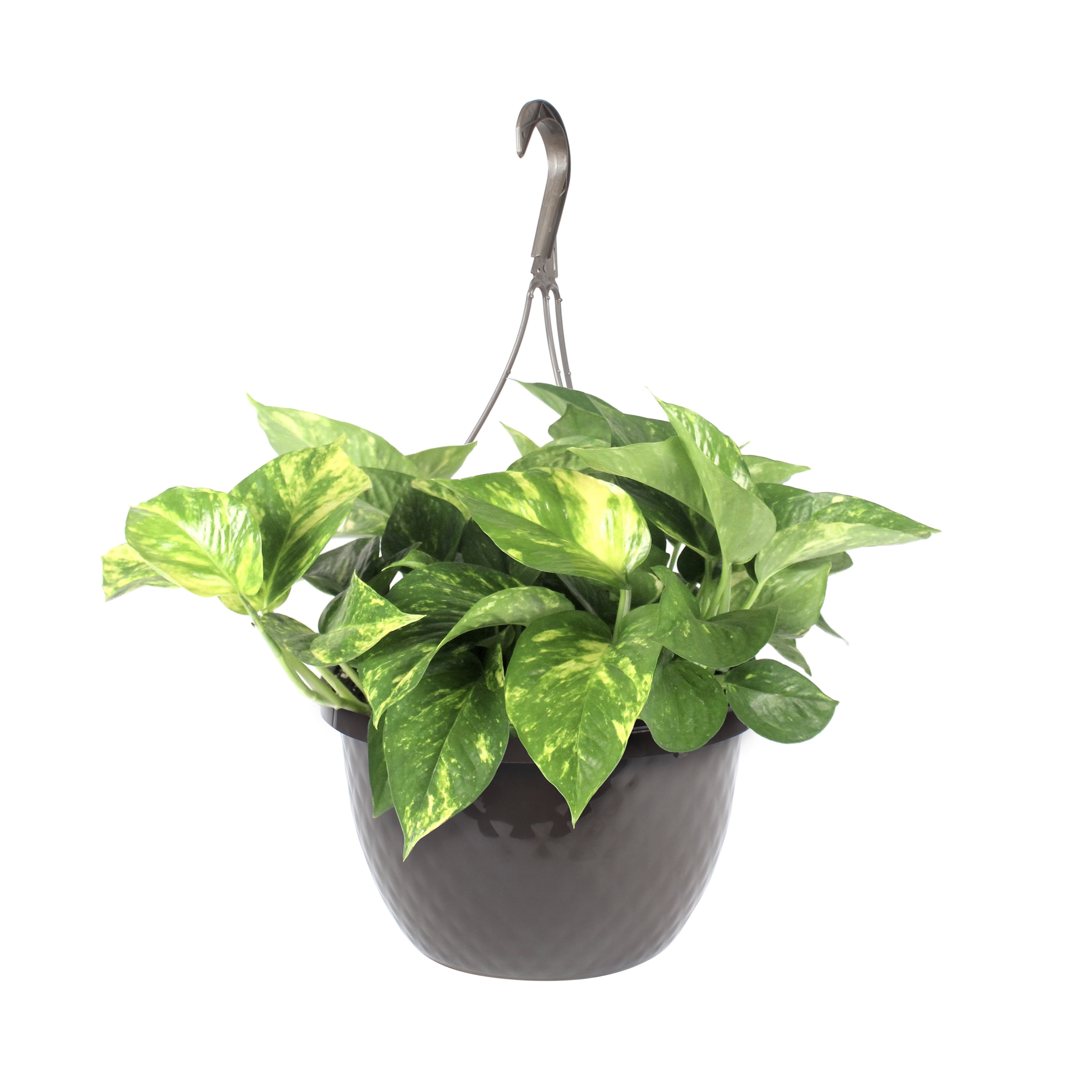Expert Gardener 1.5G Multicolor Pothos Live Plants with Hanging Basket ...